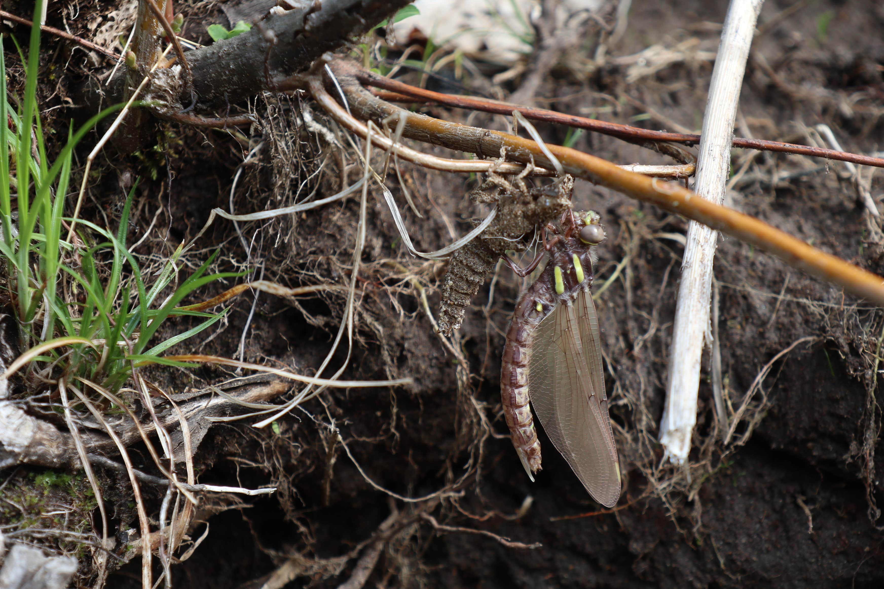 Fox Lair Campsites Camping | The Dyrt