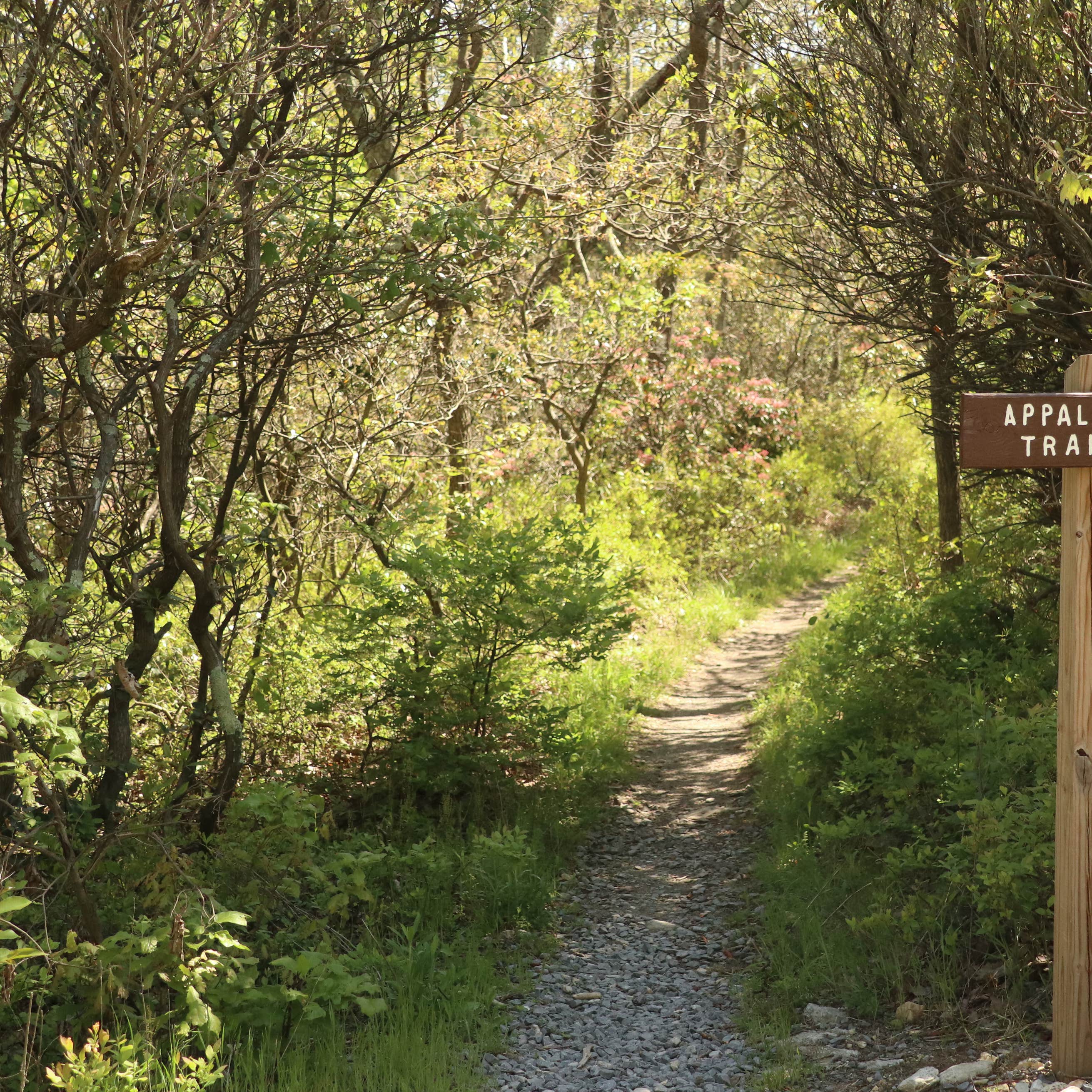 Michaux State Forest Camping | The Dyrt
