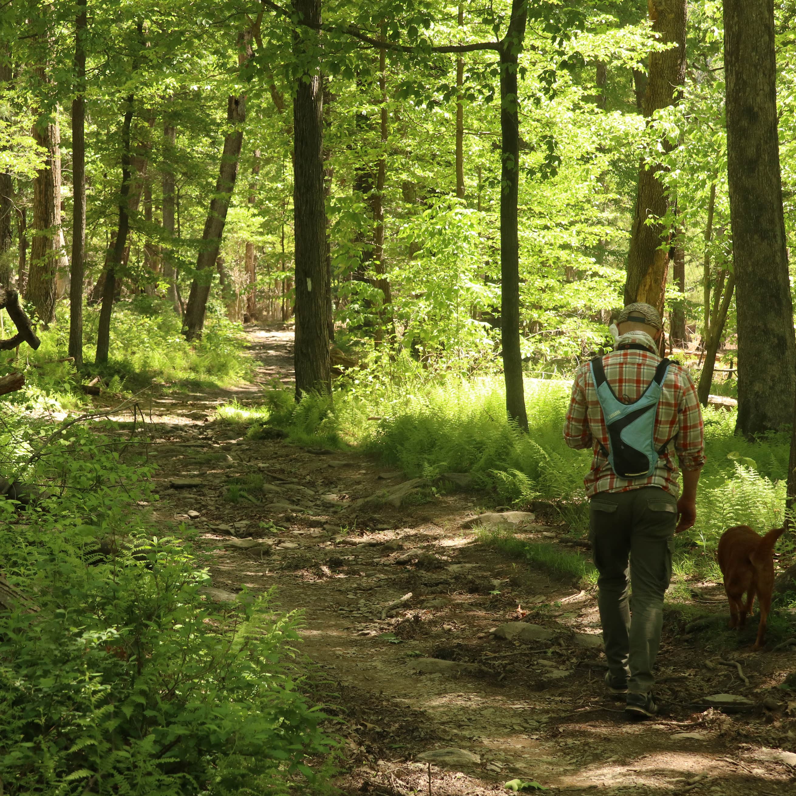 Michaux State Forest Camping | The Dyrt