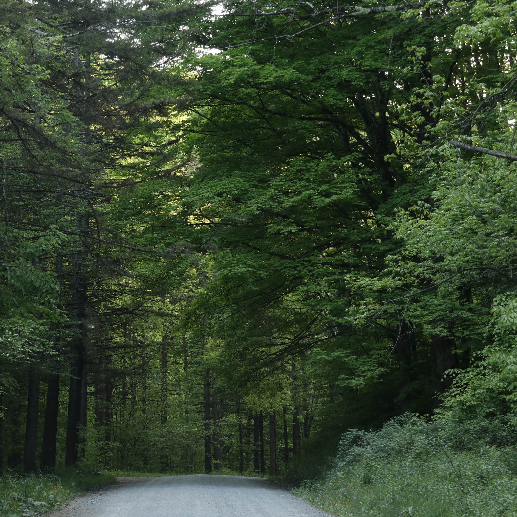 Gandy Creek Dispersed Camping Camping | The Dyrt