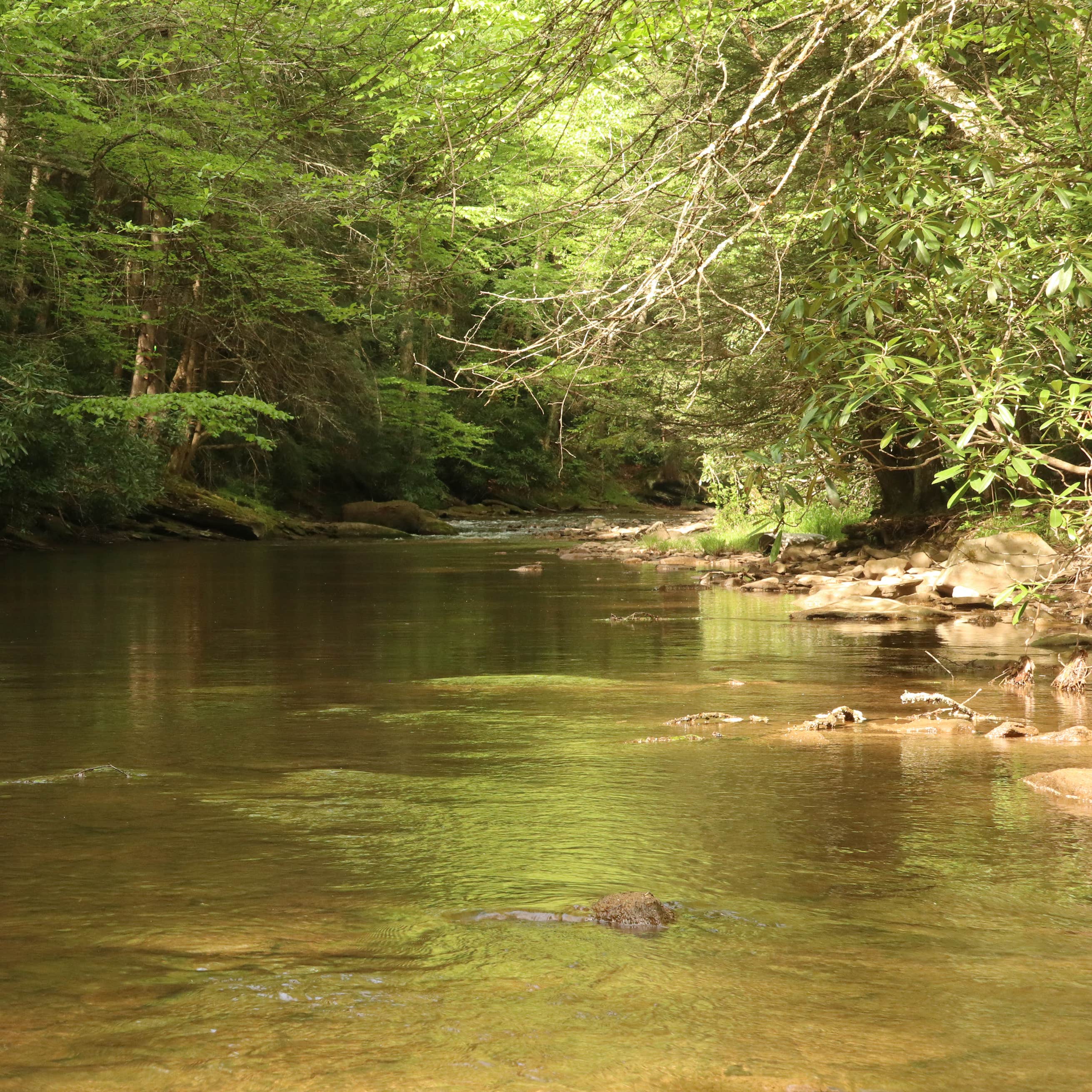 Gandy Creek Dispersed Camping Camping | The Dyrt