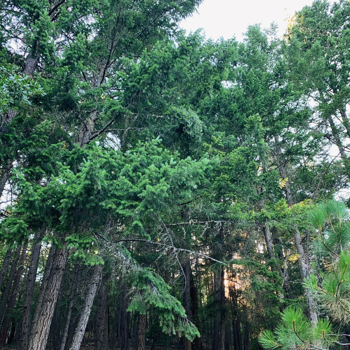 Mary Smith Campground | Weaverville, CA