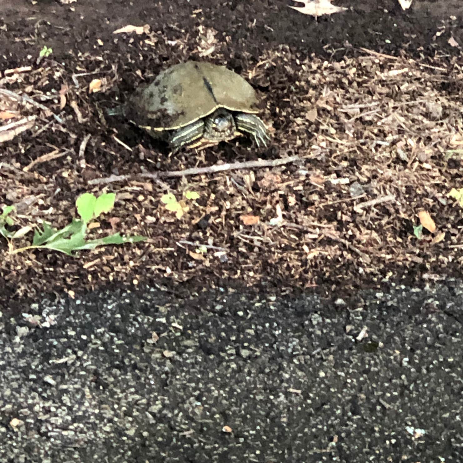 Decatur / Wheeler Lake KOA Holiday Camping | Trinity, Alabama