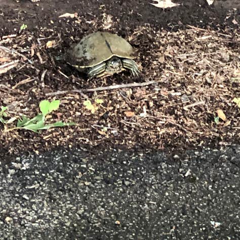 Decatur / Wheeler Lake KOA Holiday Camping | Trinity, Alabama