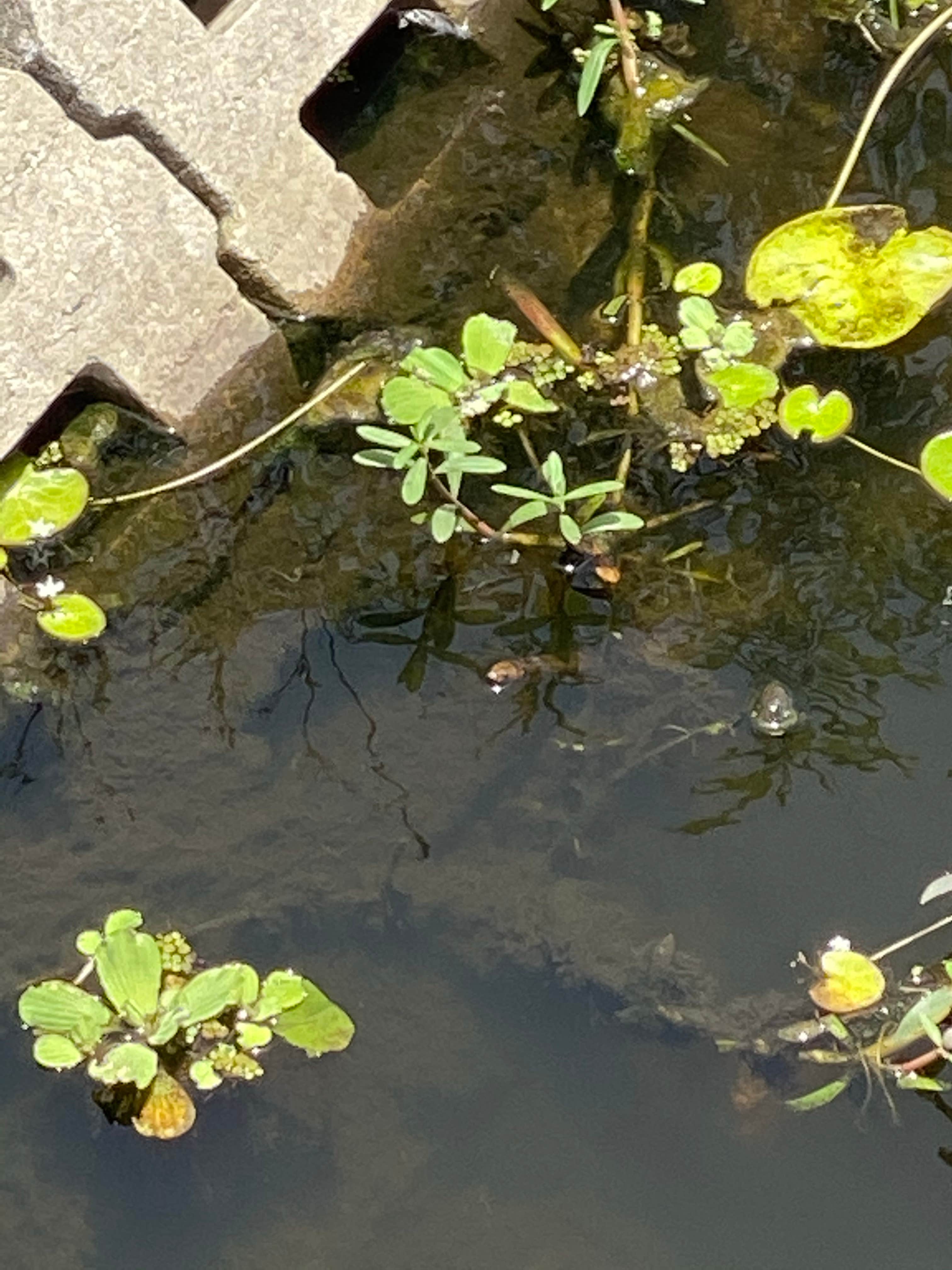 Torry Island Campground Camping | The Dyrt