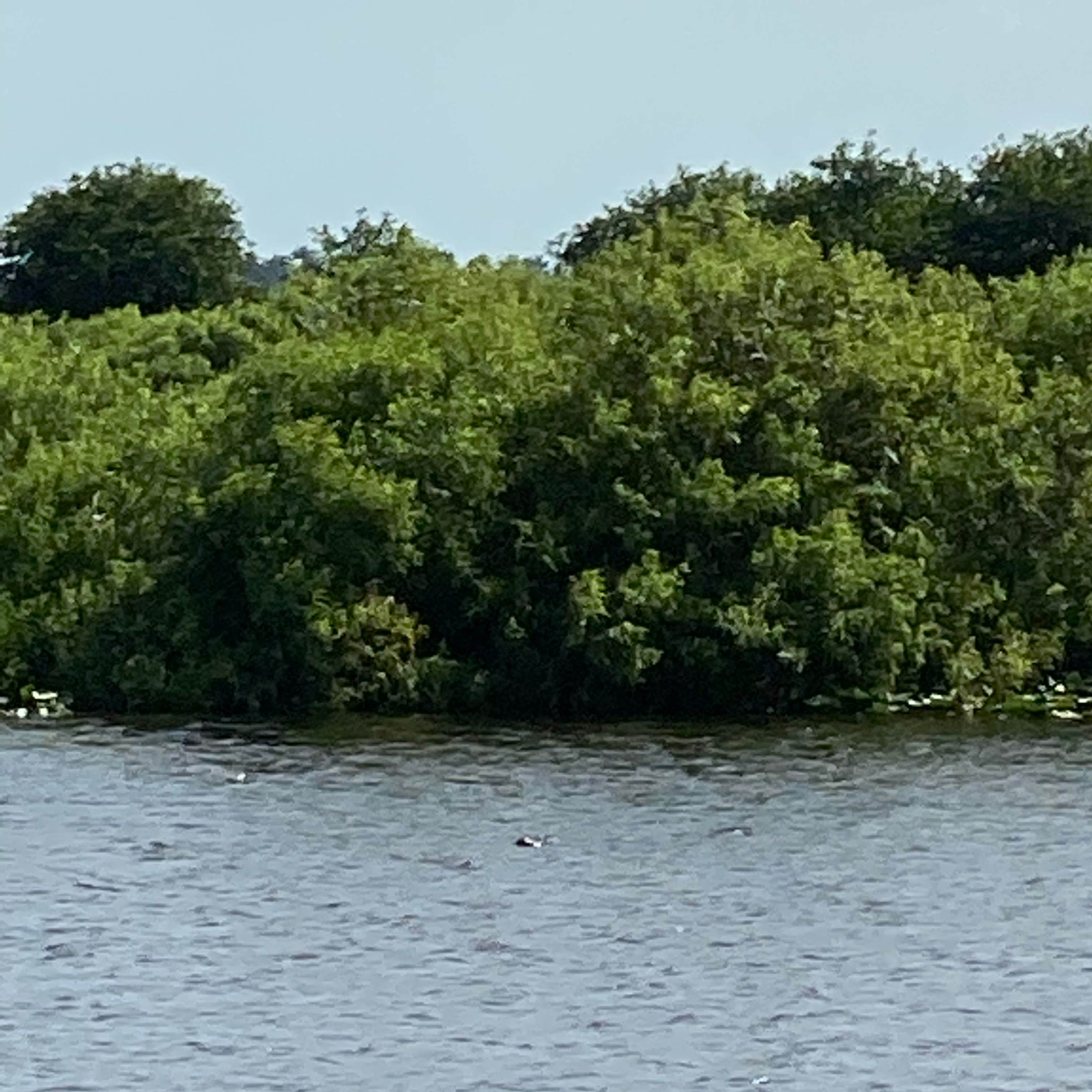 Torry Island Campground Camping | The Dyrt