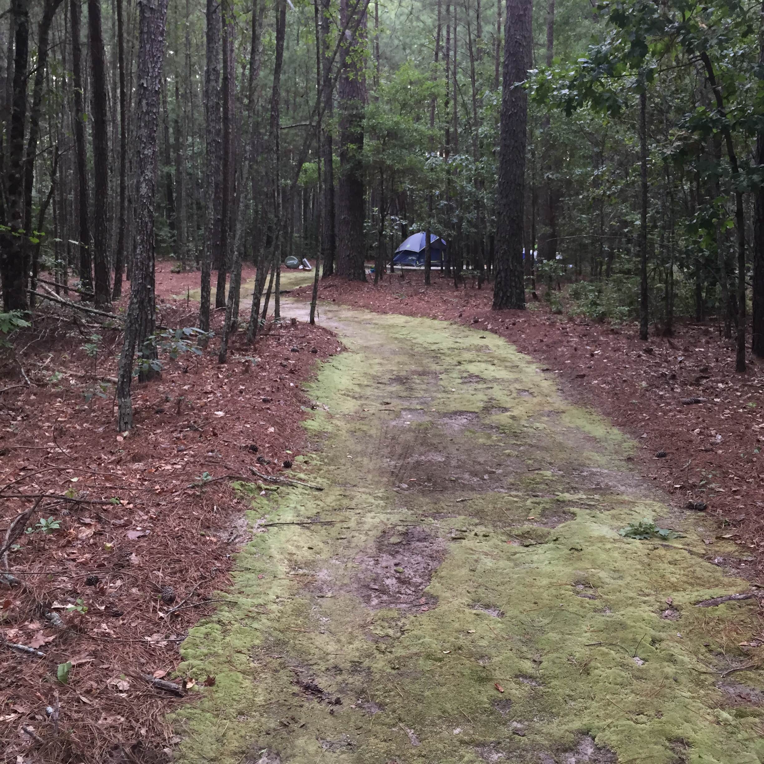 Chalk Banks - Lumber River State Park Camping | The Dyrt