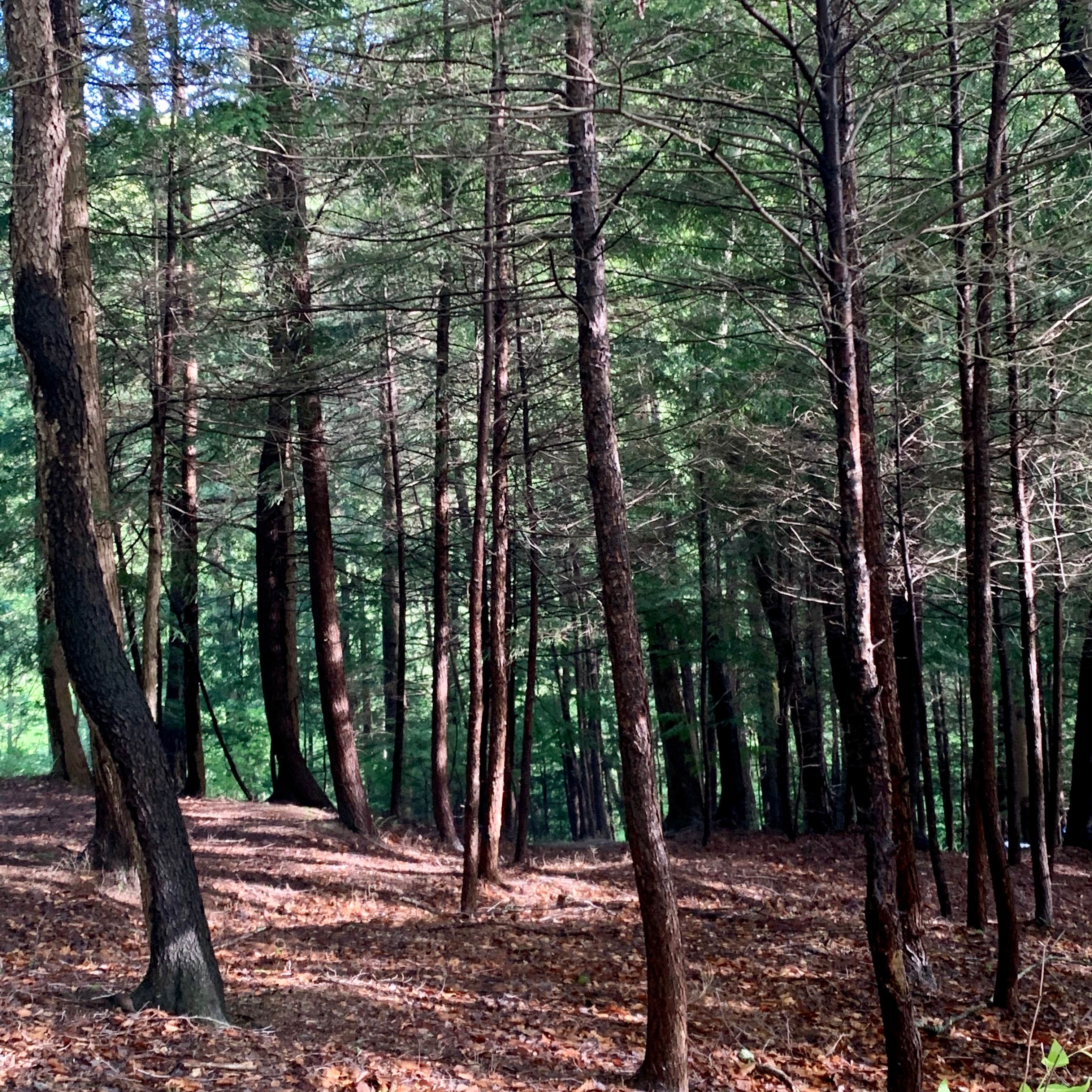 Breakneck Campground Camping | The Dyrt