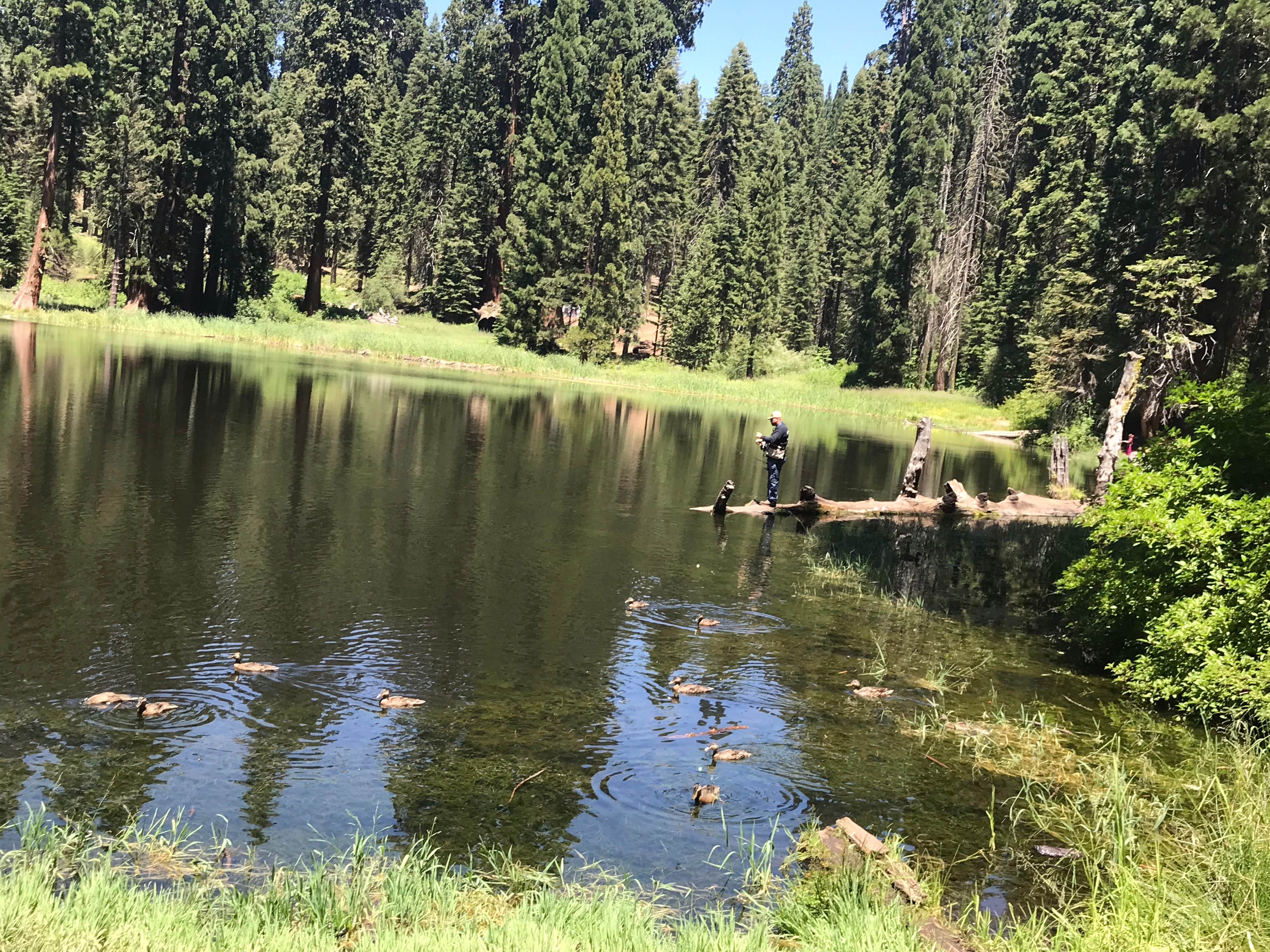 Balch Park Campground Camping | The Dyrt