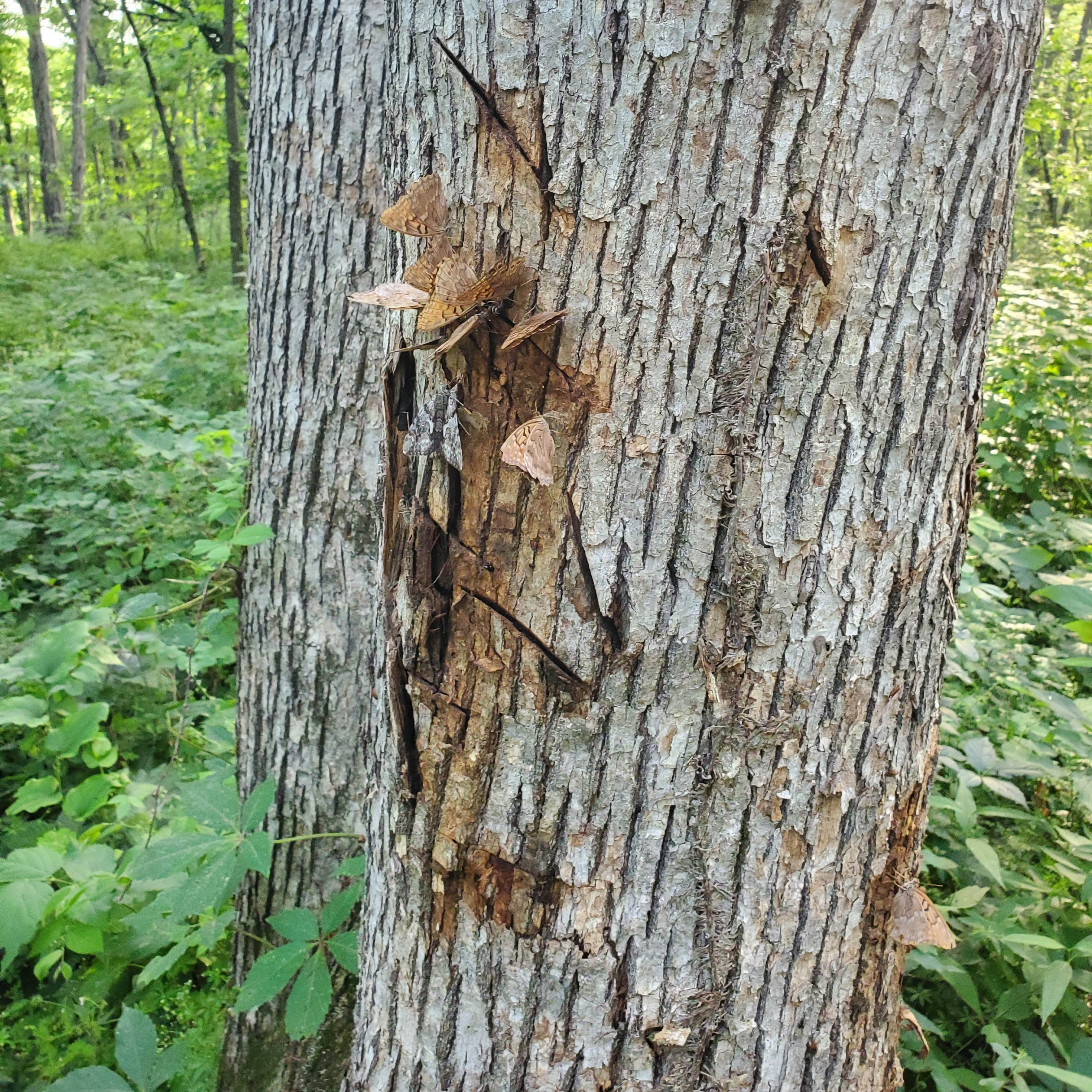 Woodburn - Stephens Forest Camping | The Dyrt