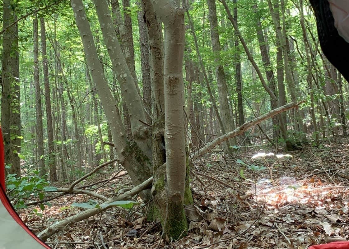 Uwharrie National Forest Yates Place Camping | The Dyrt