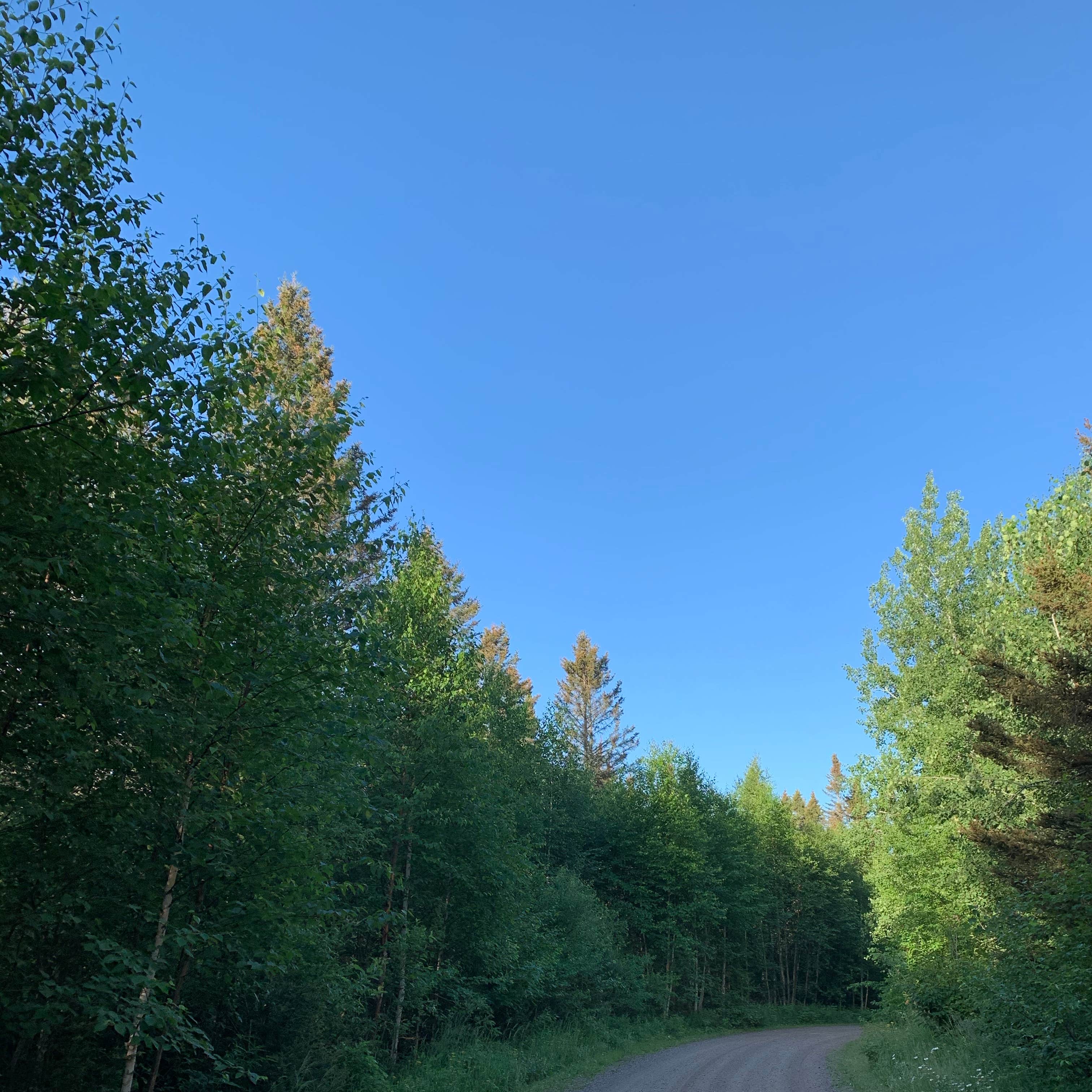 Sullivan Lake Campground Camping | The Dyrt