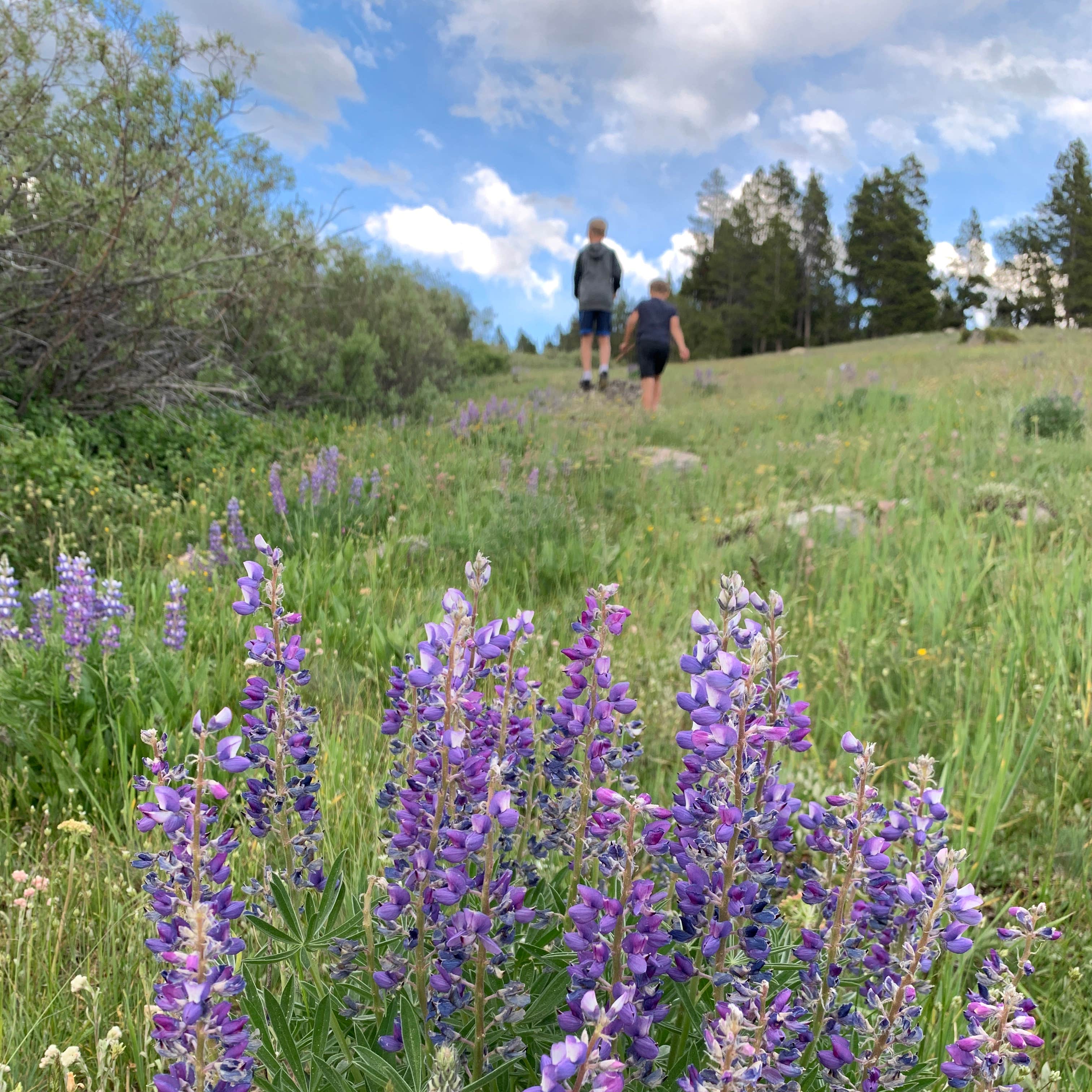 Lakeview Campground Camping | The Dyrt