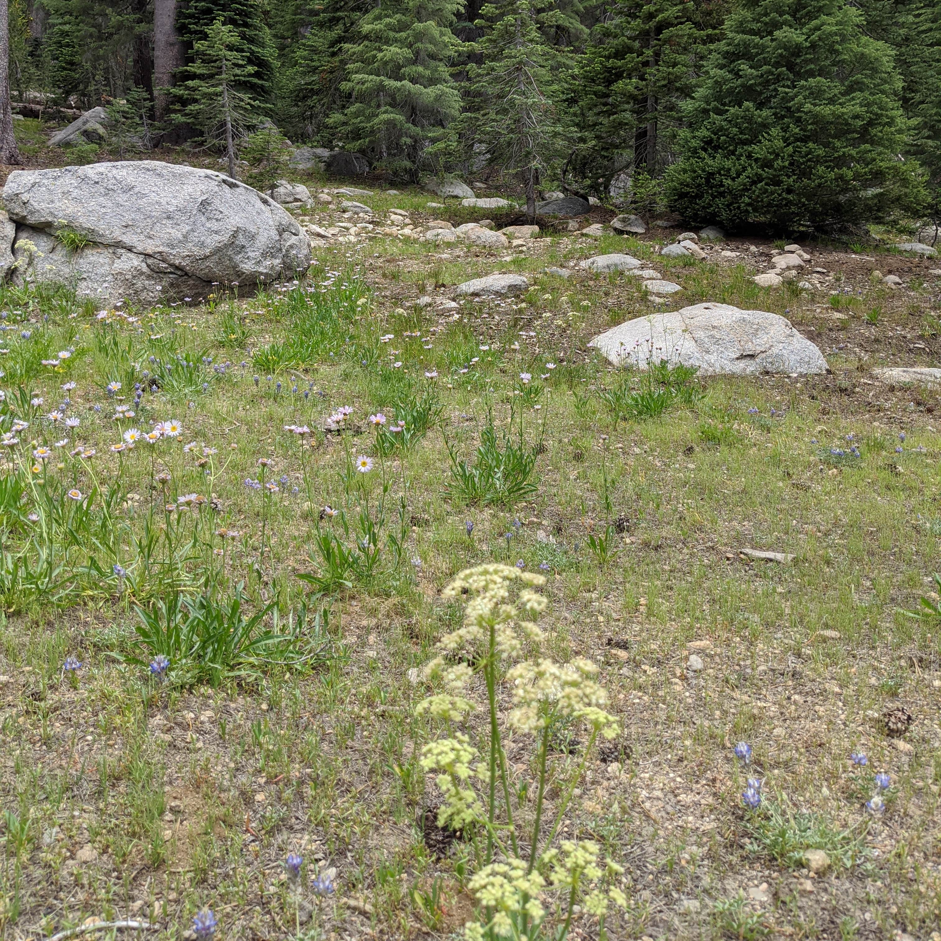 Pacific Valley Campground | Bear Valley, California