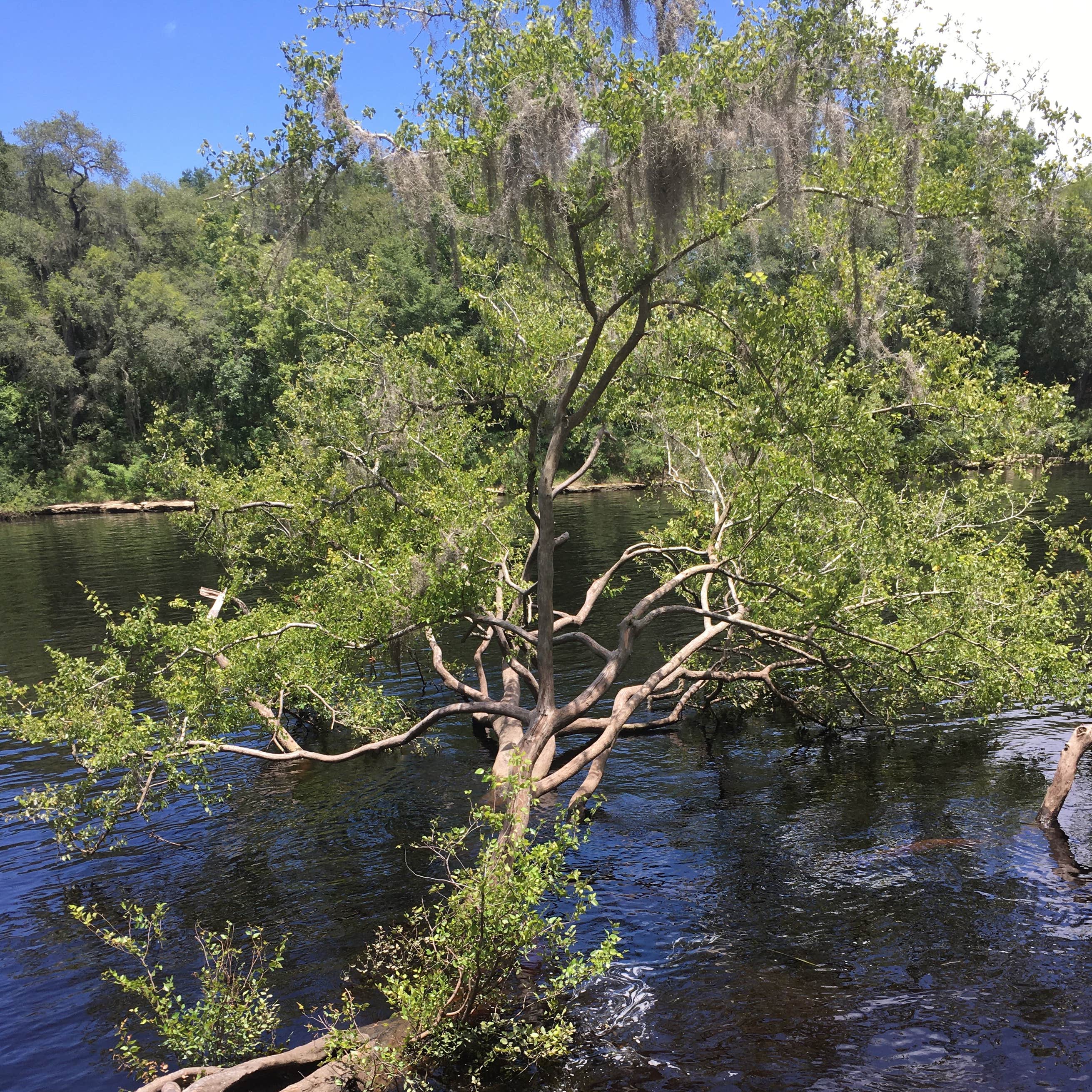 Suwannee River Rendezvous Resort Camping | The Dyrt