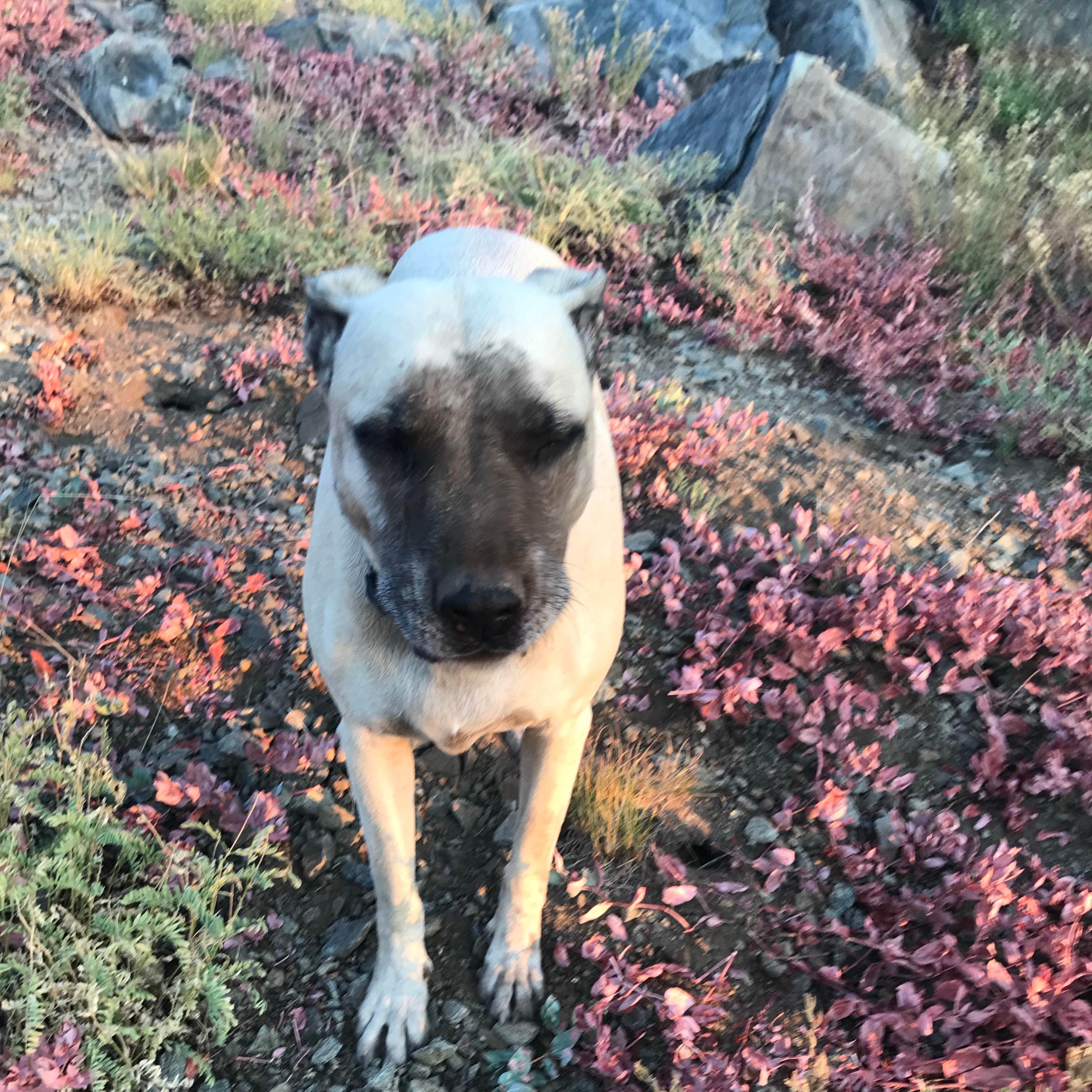 Grouse Ridge Campground Camping | The Dyrt