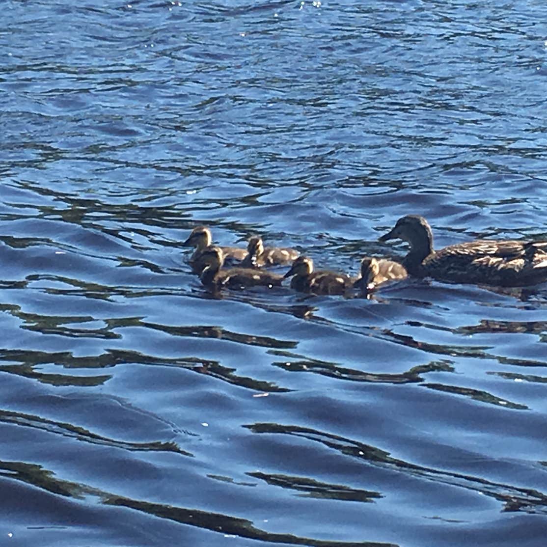 Spearhead Point Camping | Medford, WI