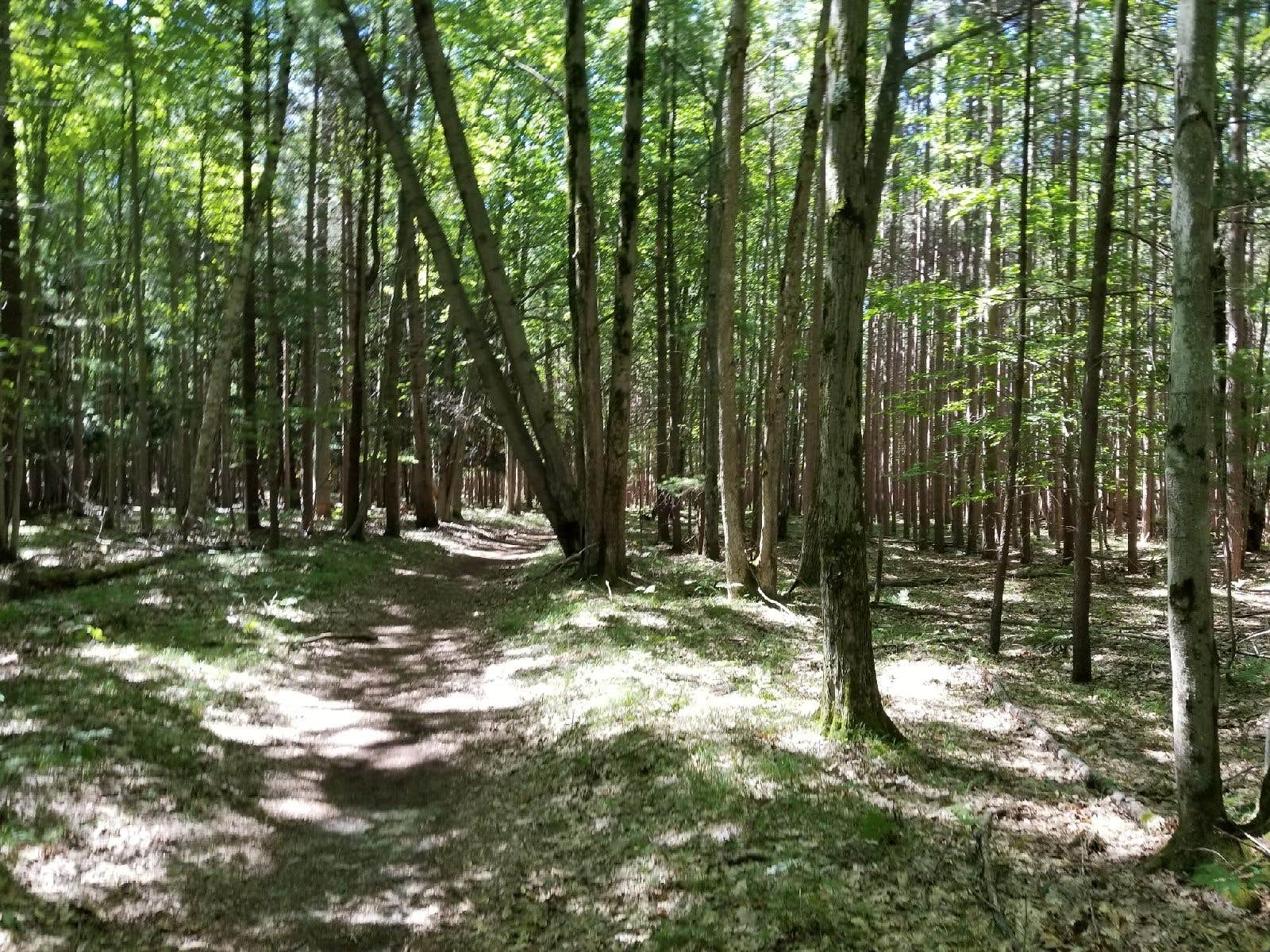 Manistee River Trail Dispersed Camping | Huron-Manistee National ...