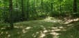 Erving State Forest | The Dyrt