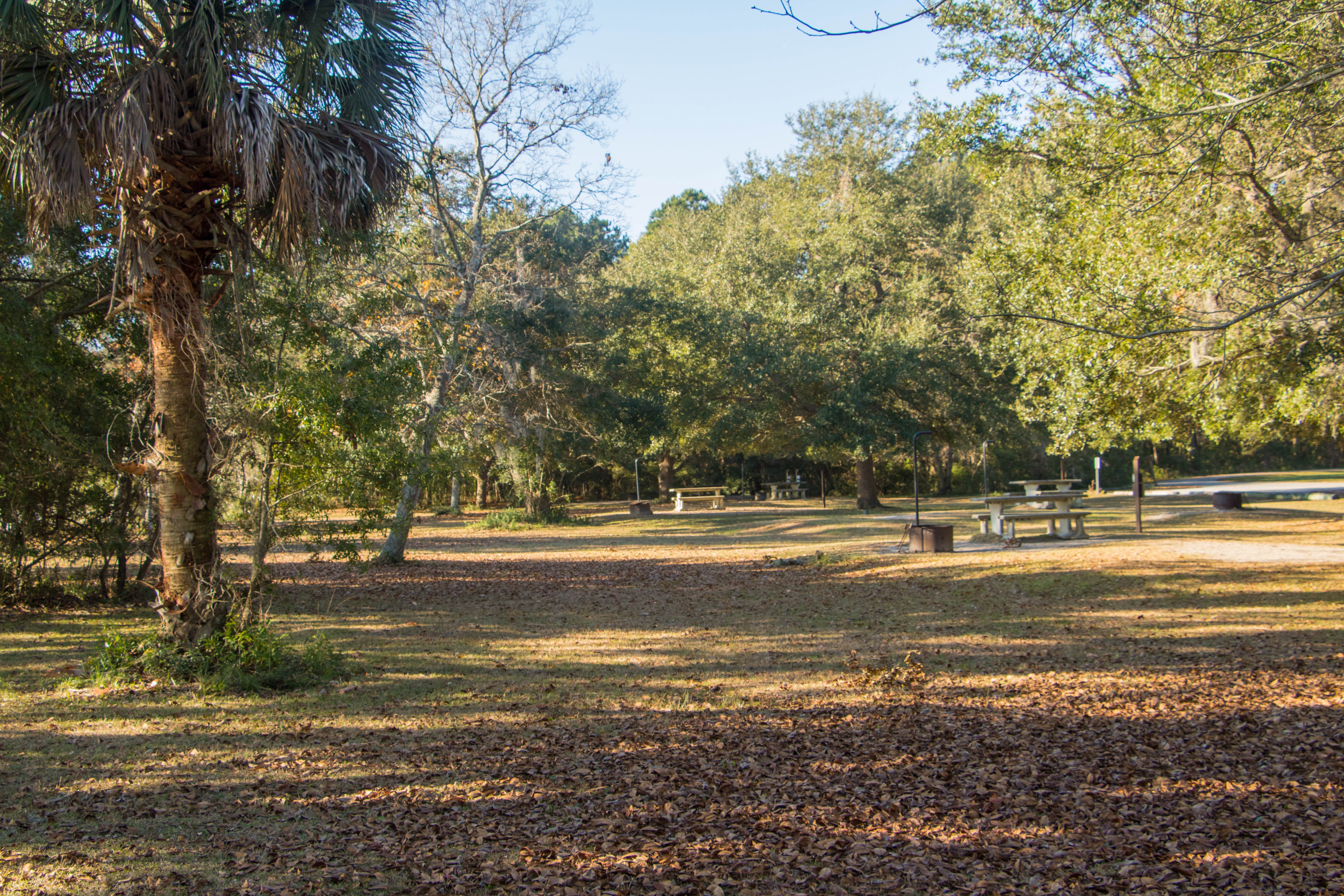 Buck Hall Recreation Area Camping | McClellanville, South Carolina