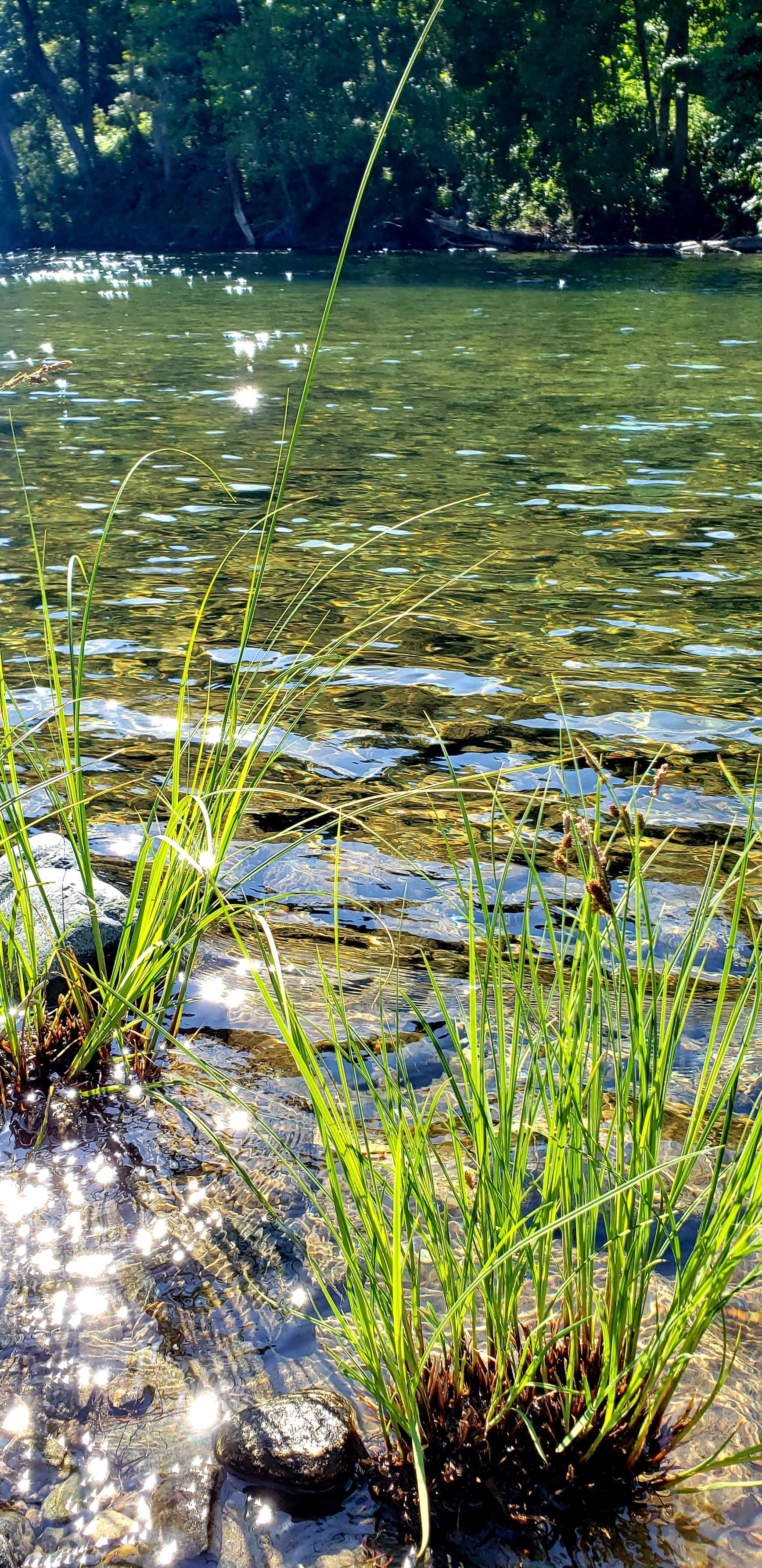 Douglas City Campground | Douglas City, CA