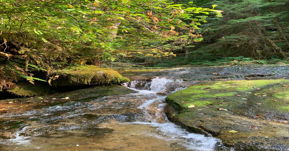 Mineral Forest Camp | Dorena, OR