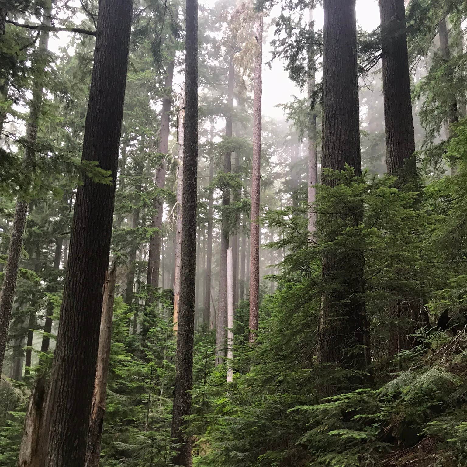 Annette Lake Camping | The Dyrt