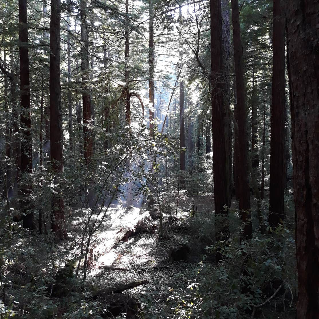 Ben Ries Campground — Butano State Park | Pescadero, CA