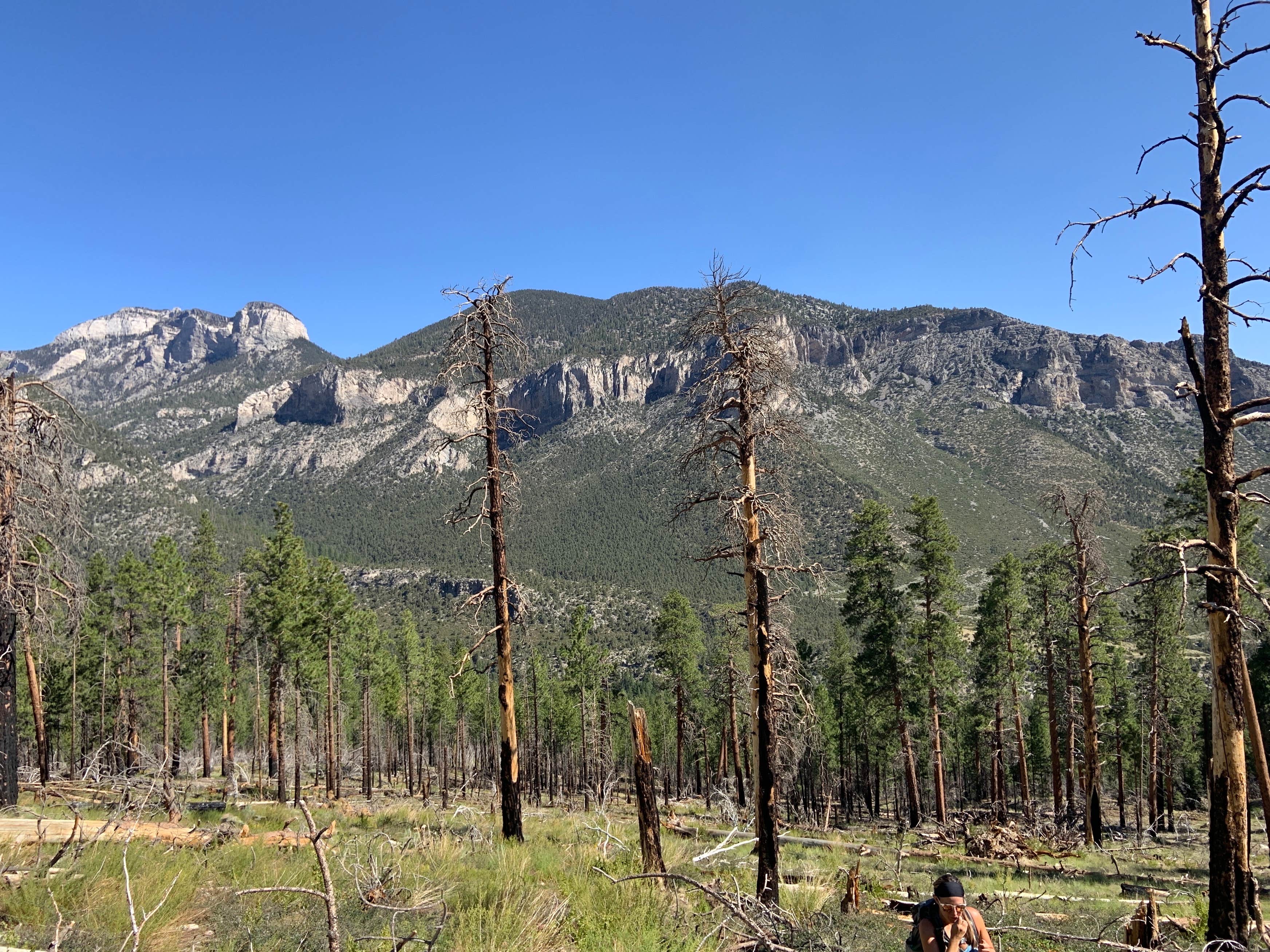 Kyle Canyon Campground Camping | The Dyrt