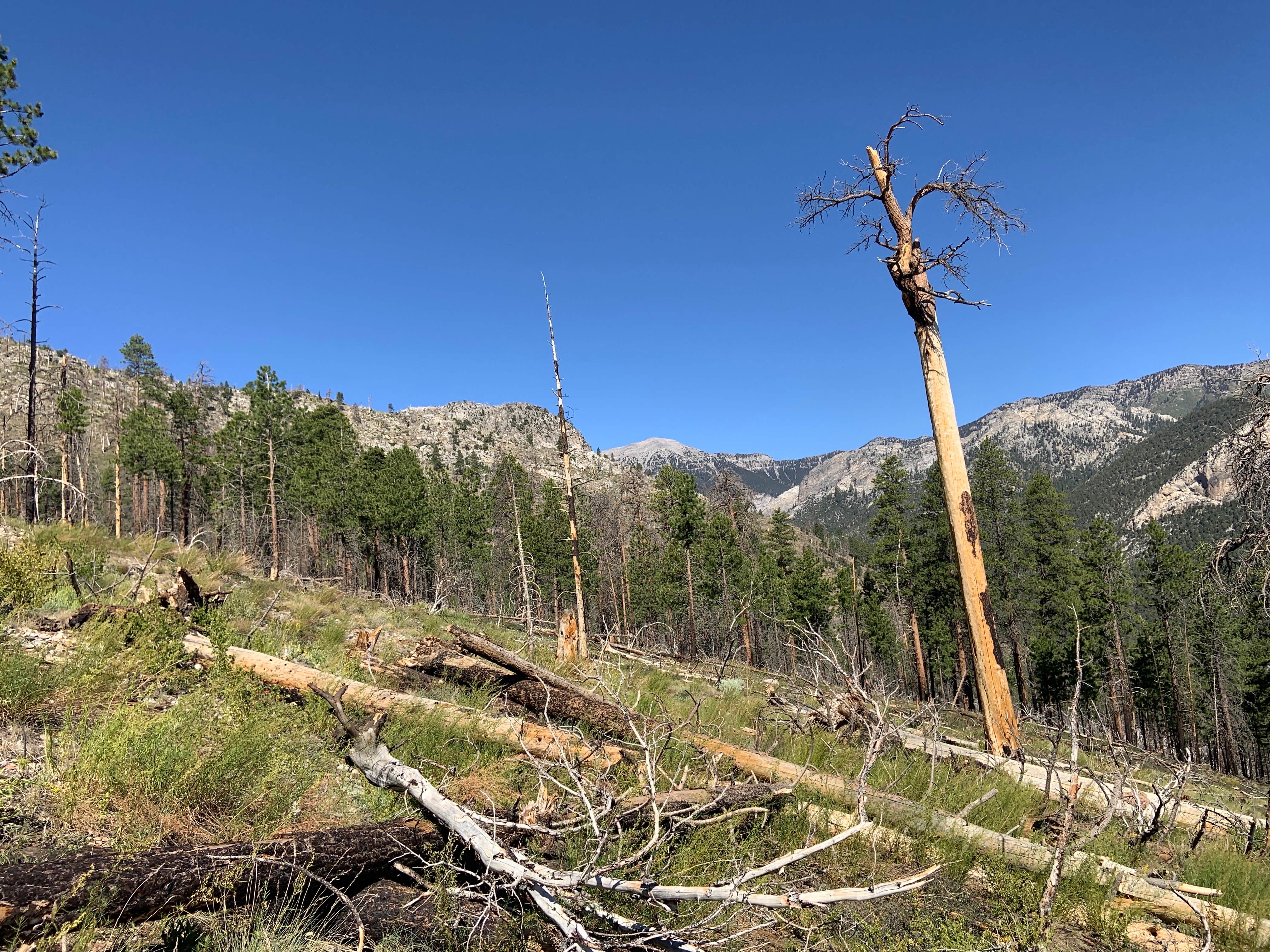 Kyle Canyon Campground | Mount Charleston, Nevada