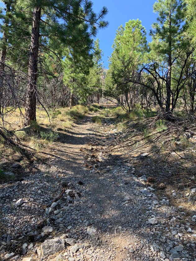 Kyle Canyon Campground Camping | The Dyrt