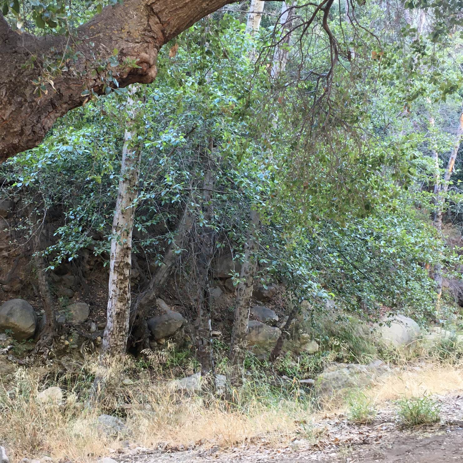 Holiday Group Campground | Ojai, CA