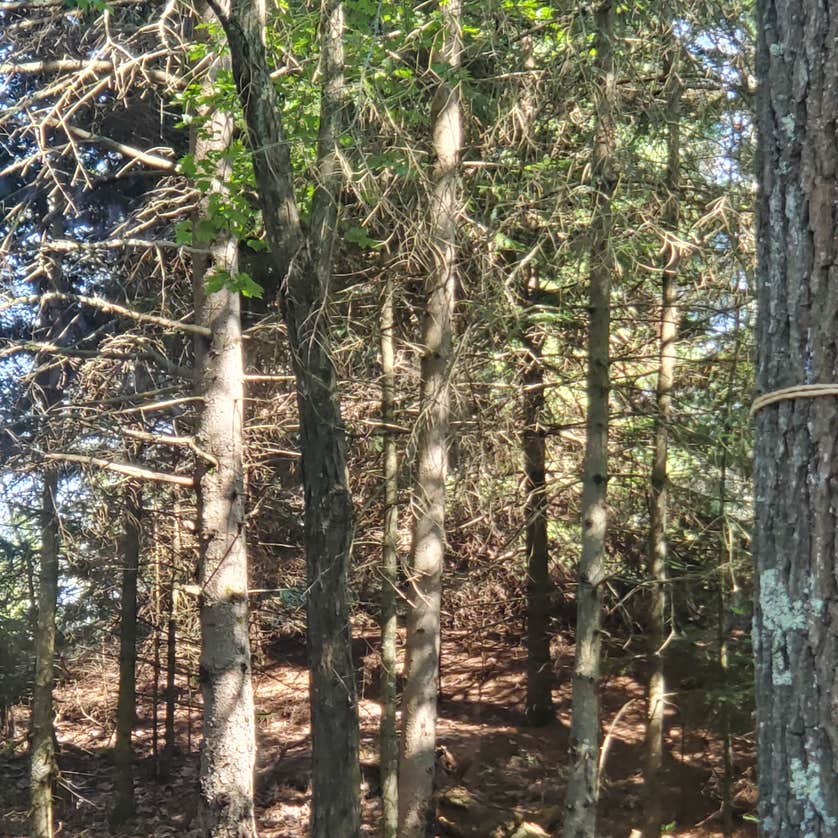 Big Knob State Forest Campground Camping | The Dyrt