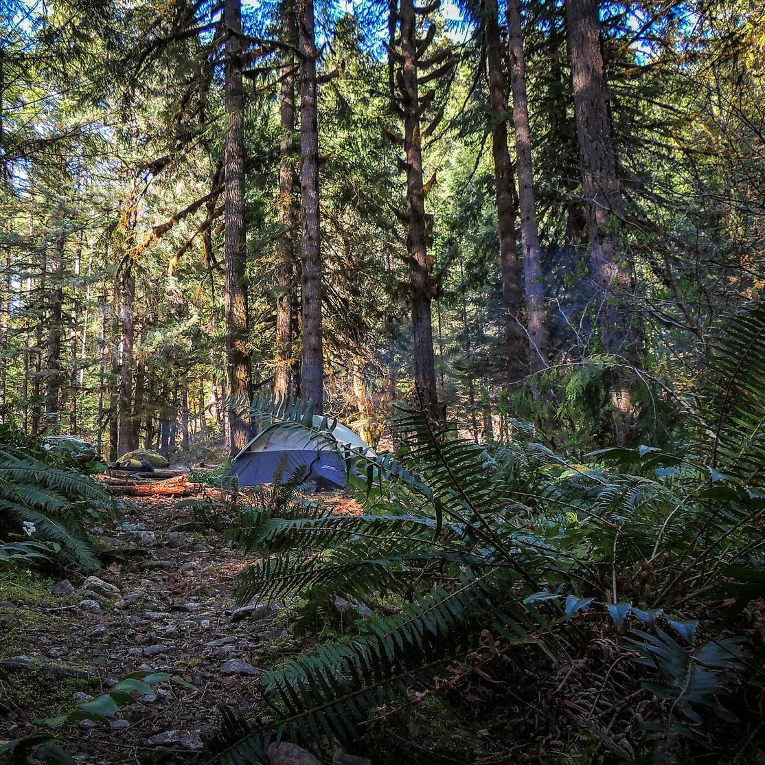 Mineral Forest Camp | Dorena, OR