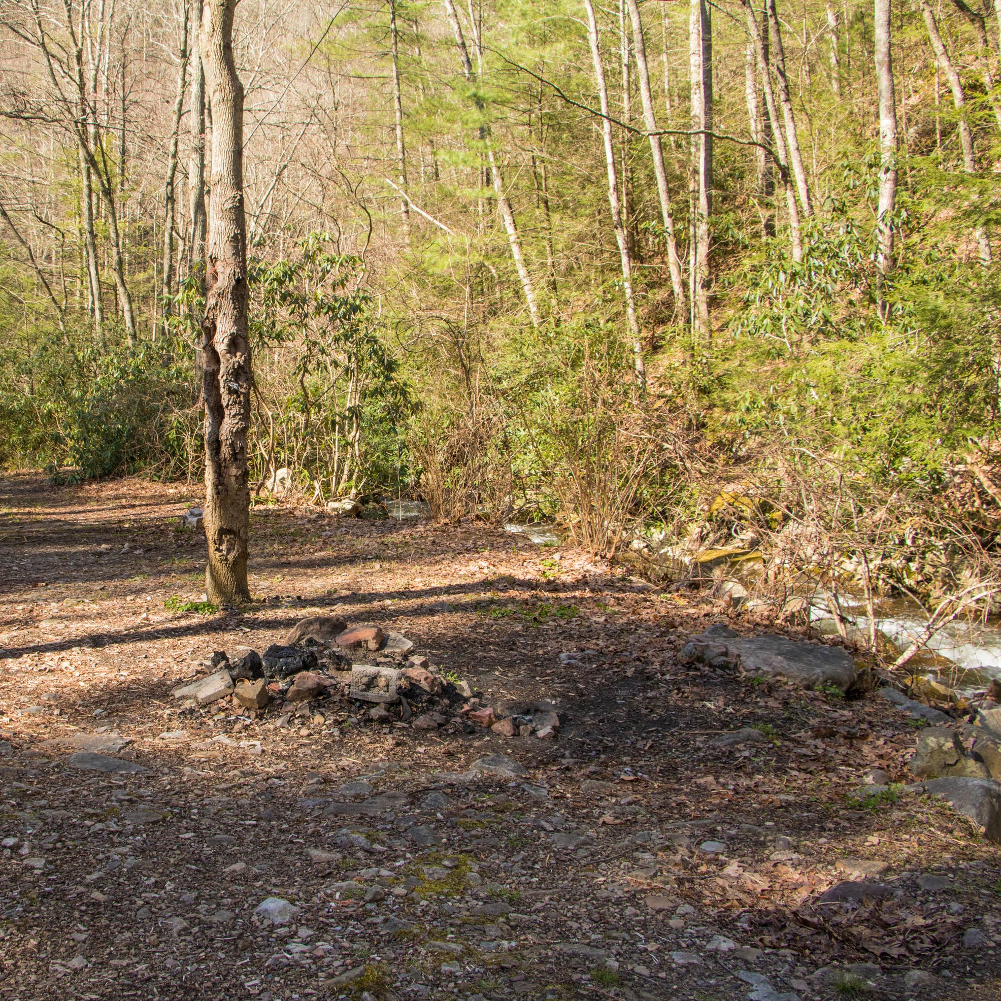 Mount Rogers National Recreation Area Camping | The Dyrt