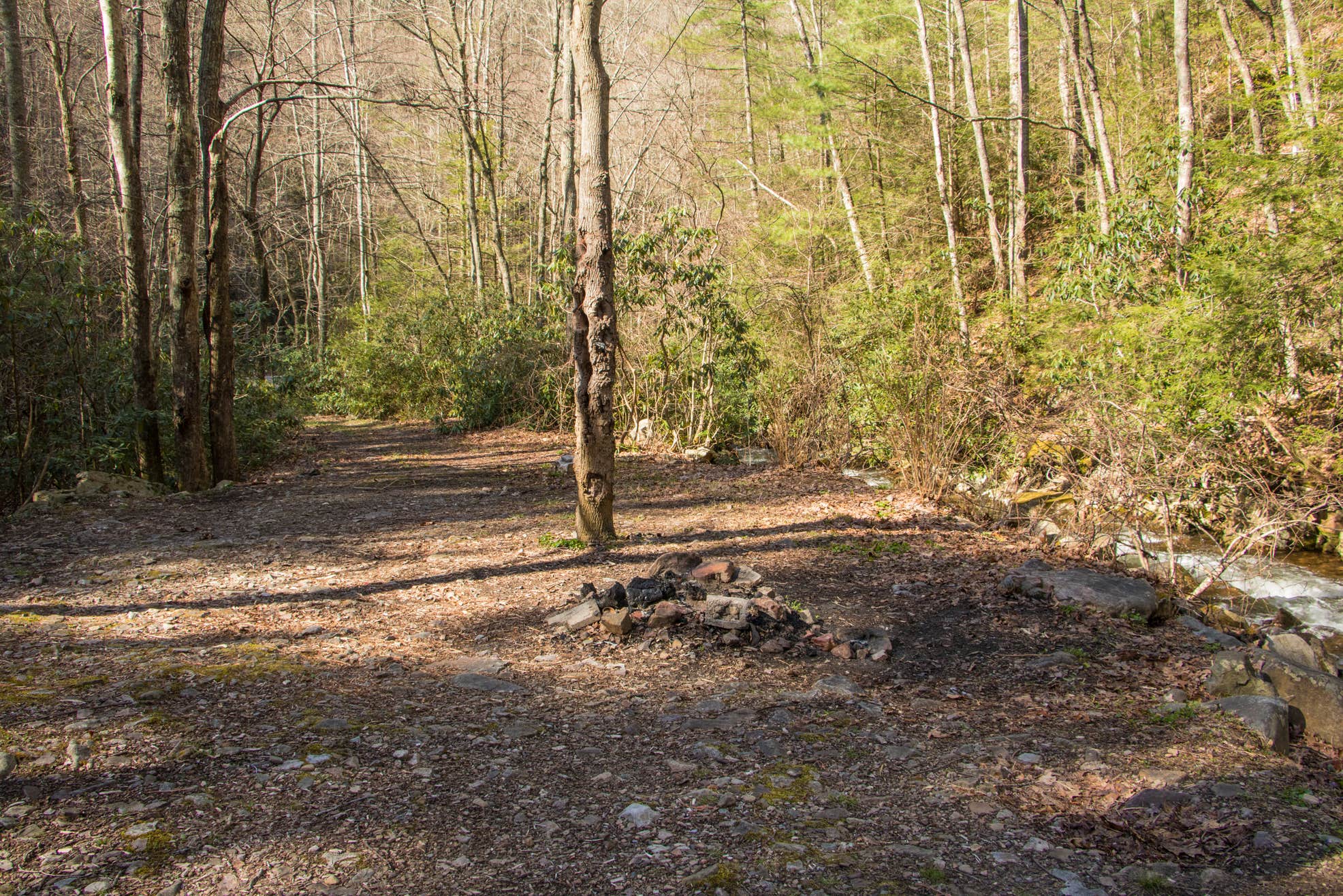 Mount Rogers National Recreation Area Camping | The Dyrt