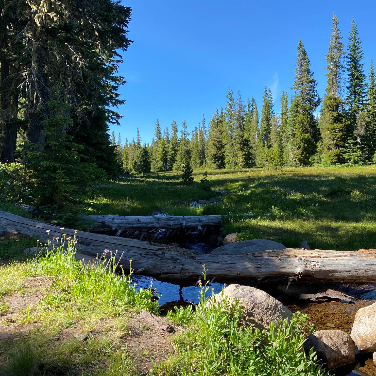 Bonney Meadows Camping | Government Camp, Oregon