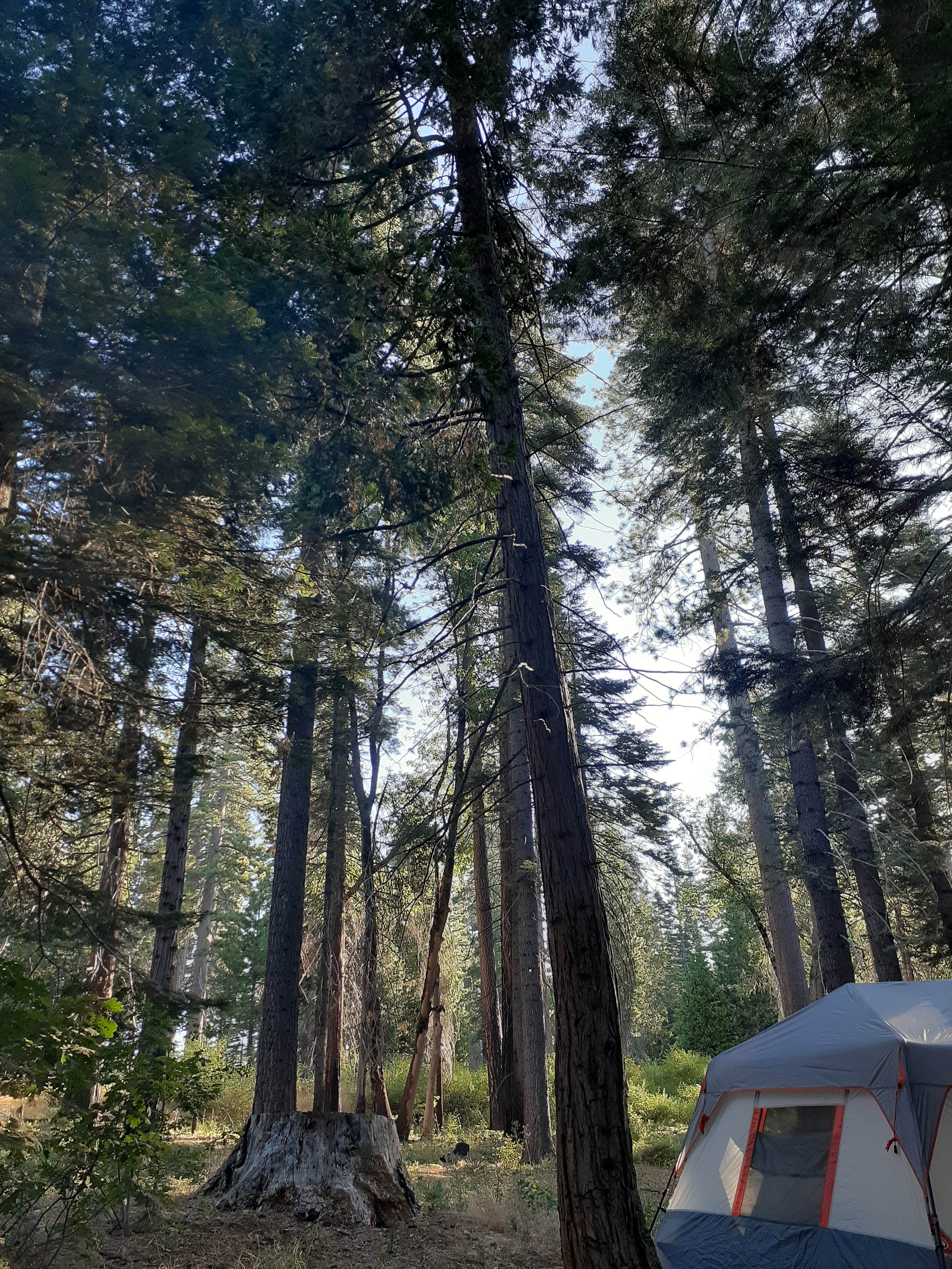 Stumpy Meadows Camping | Pollock Pines, California