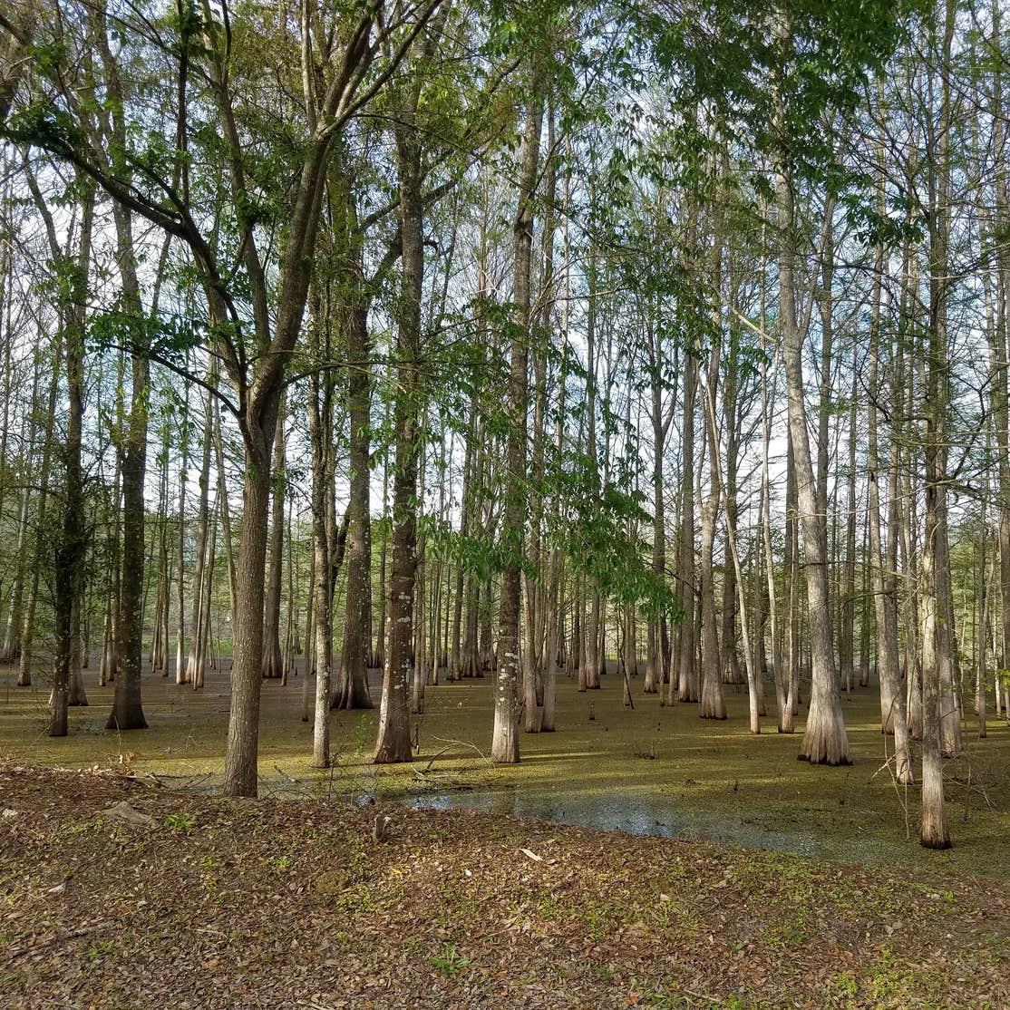 Sumter Oaks RV Park Camping | The Dyrt