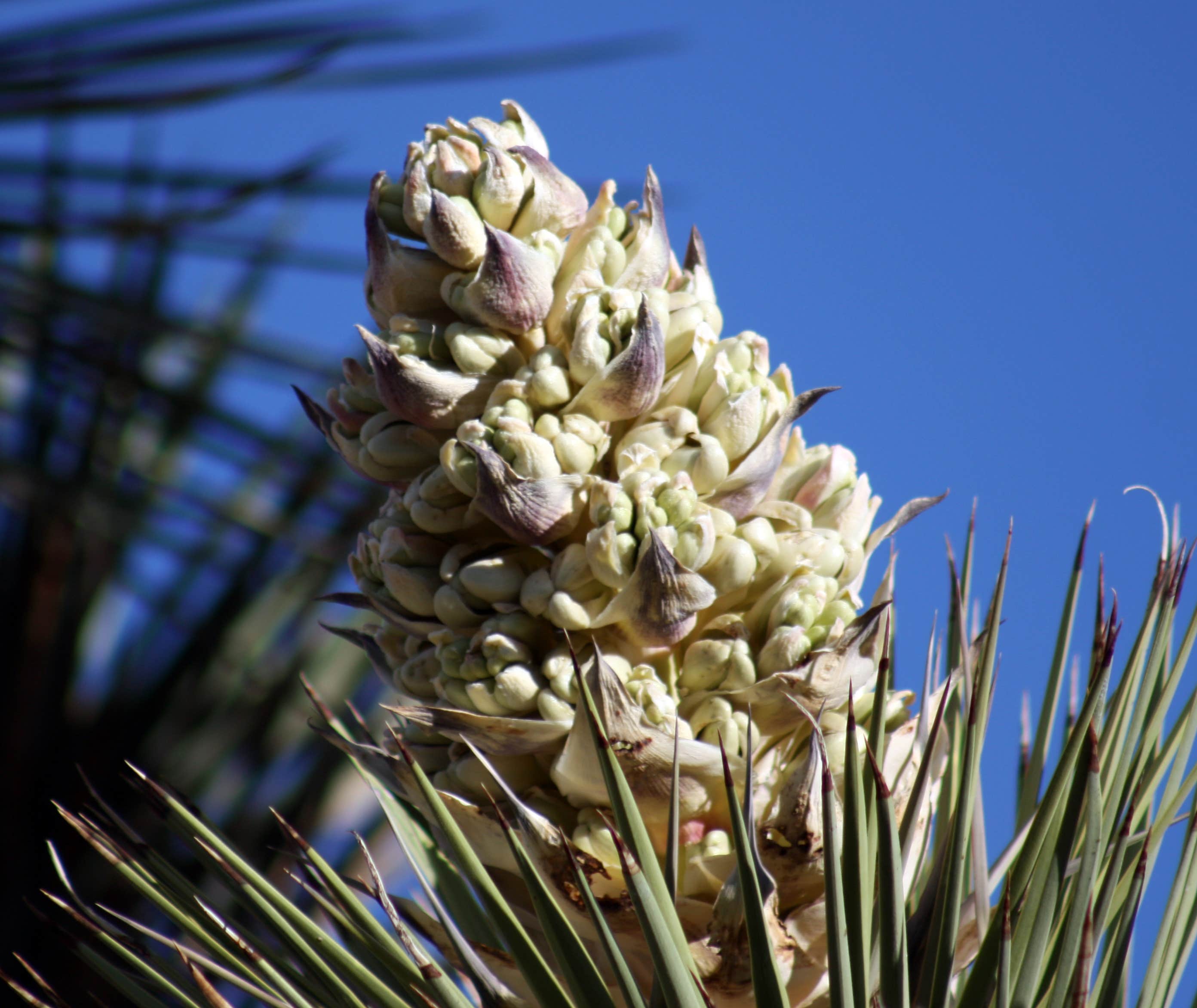 Black Rock Campground | The Dyrt