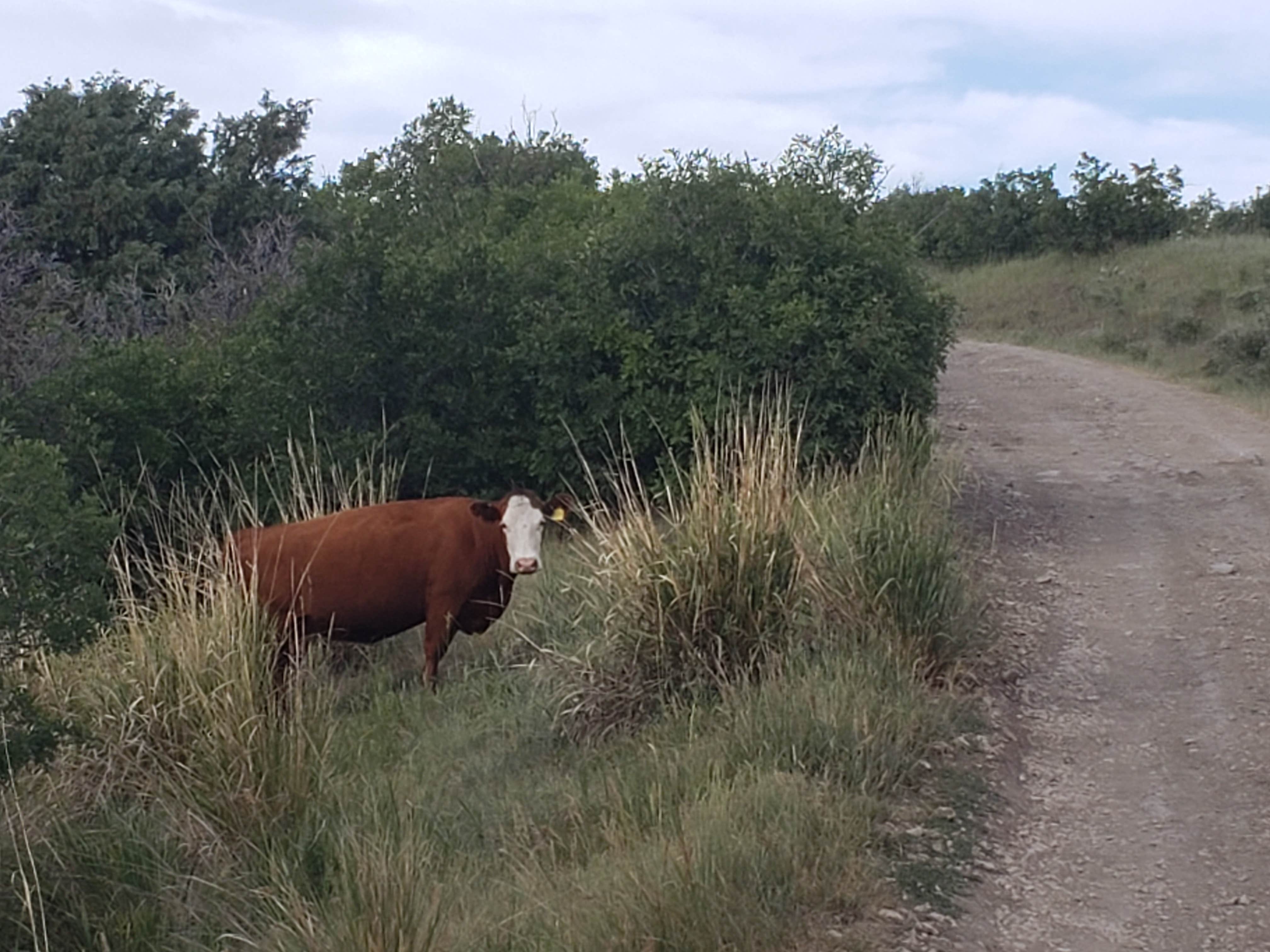 Hobble Right Fork Dispersed Camping | Mapleton, UT