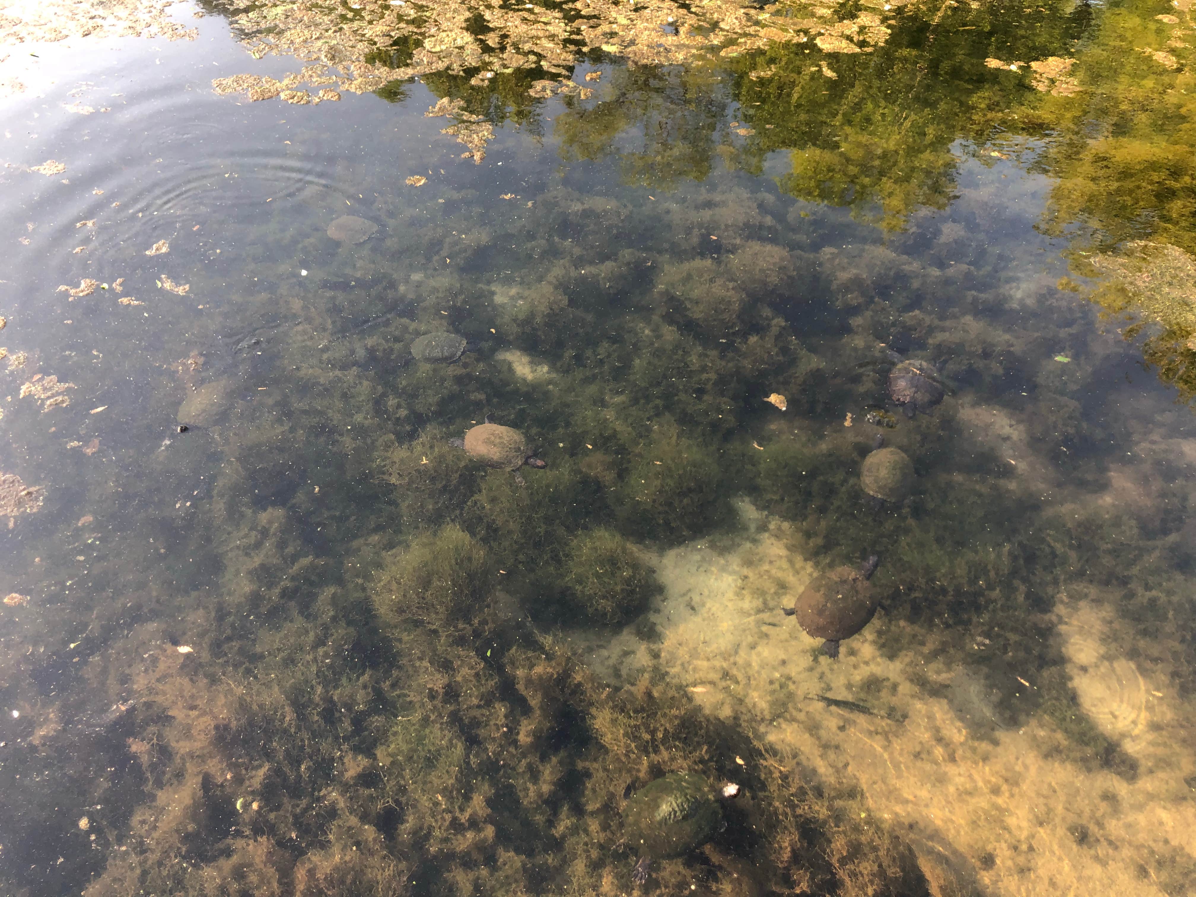 Magnolia Springs State Park Campground | Millen, GA