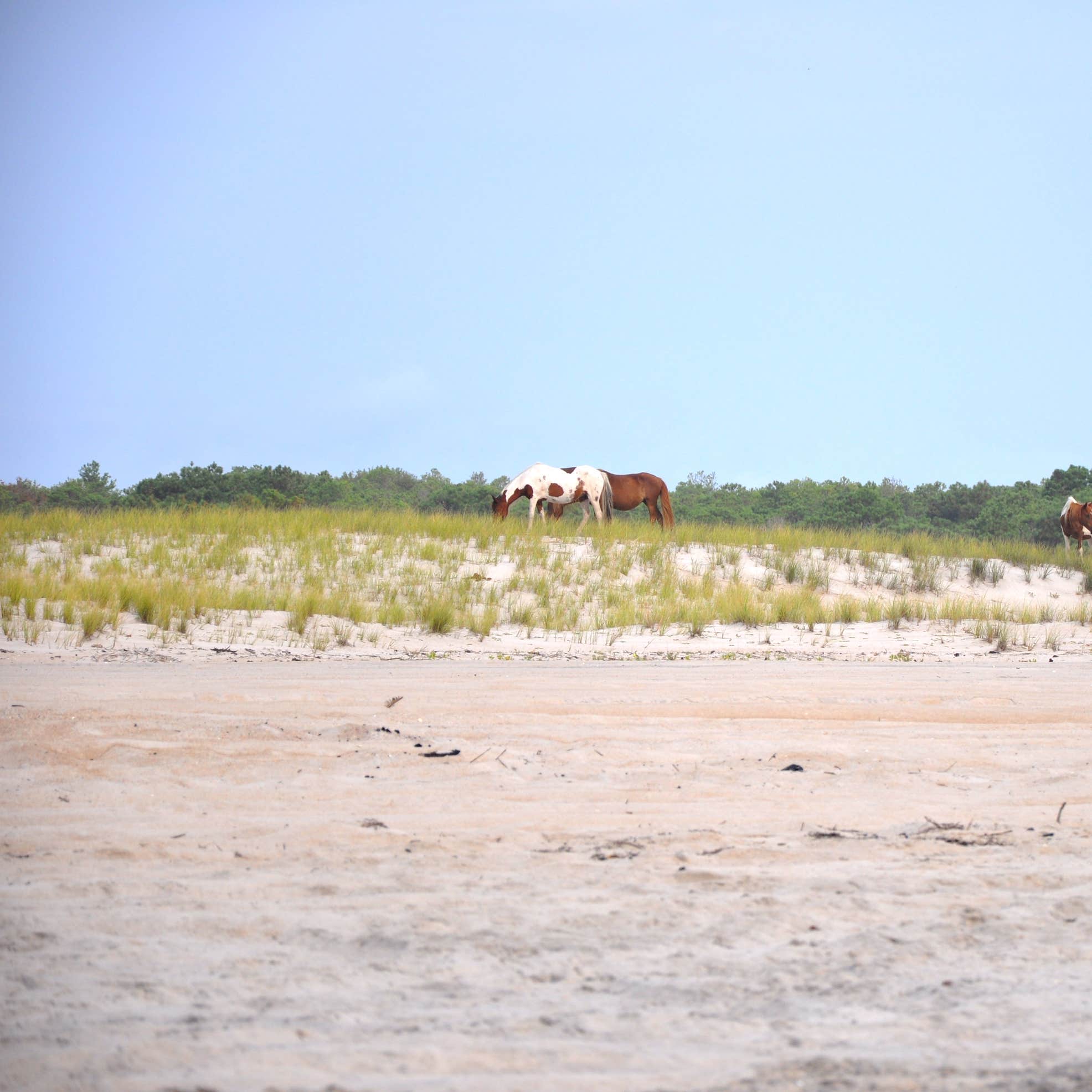Little Levels Backcountry Site — Assateague Island National Seashore ...