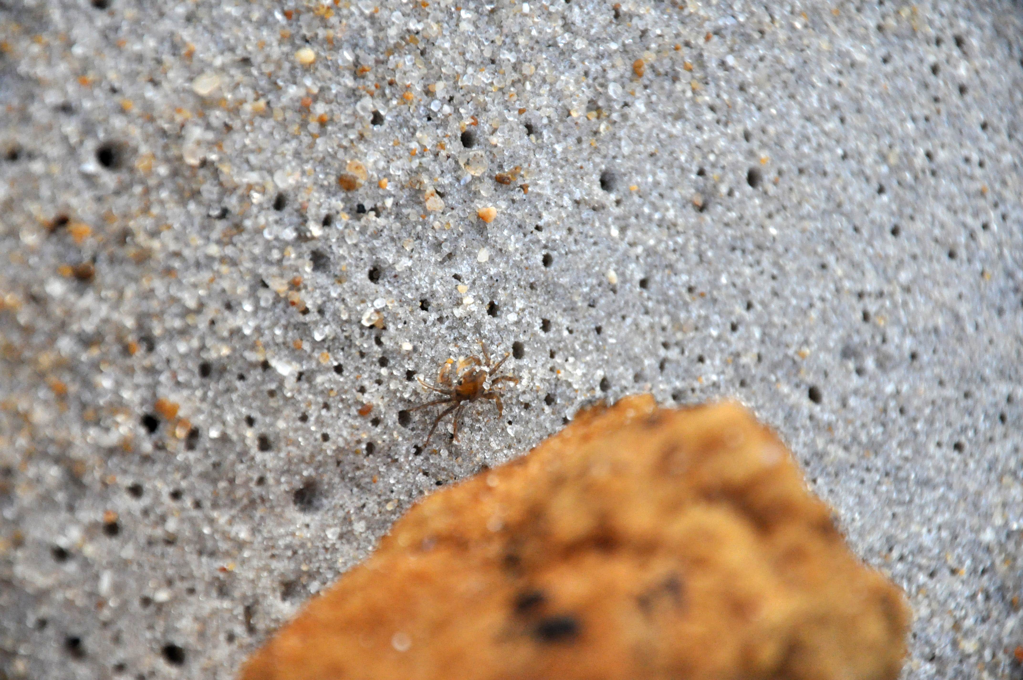 Little Levels Backcountry Site — Assateague Island National Seashore ...
