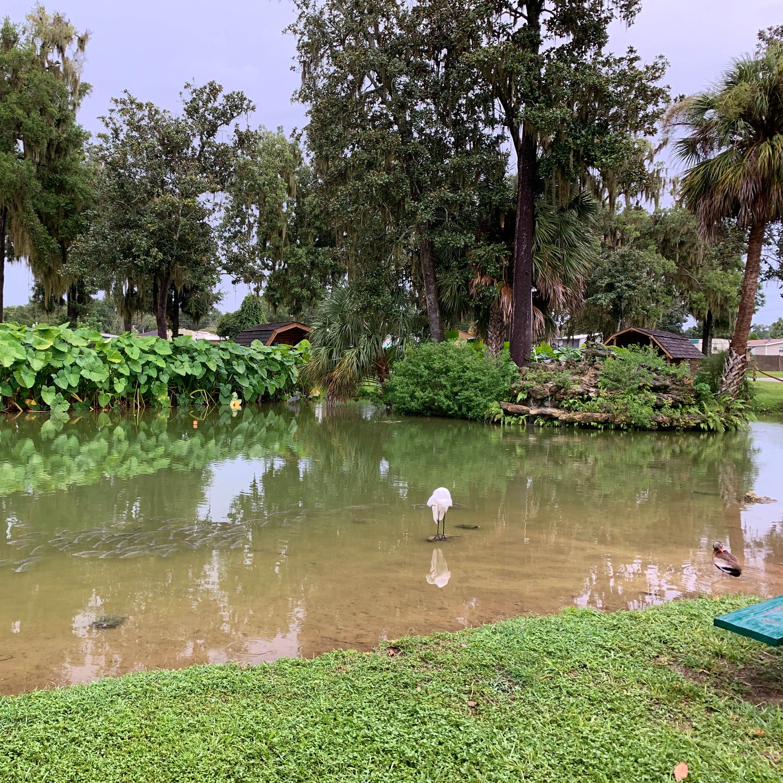 Ocala RV Camp Resort Camping | The Dyrt