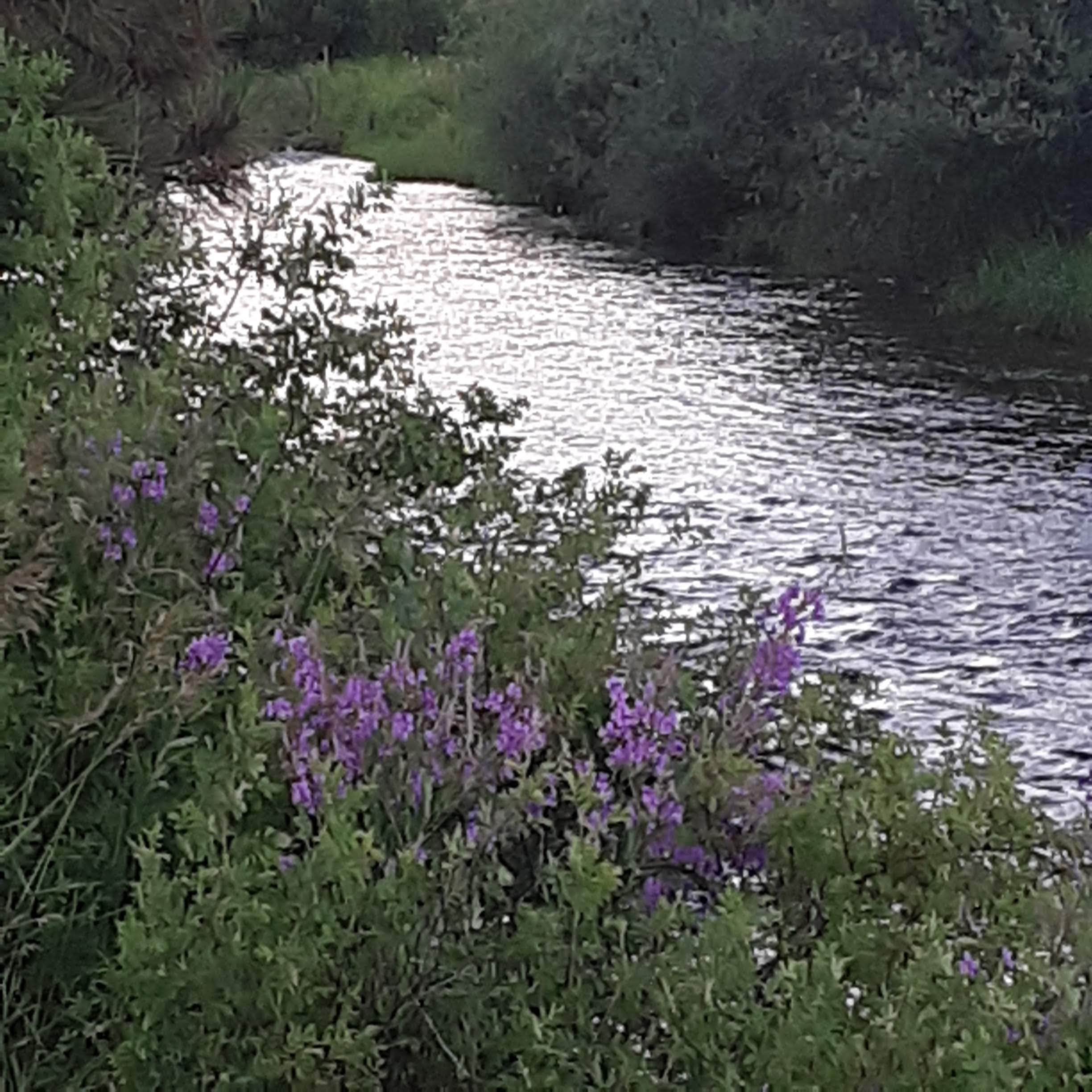 Sula Country Store and Resort Camping | Sula, MT