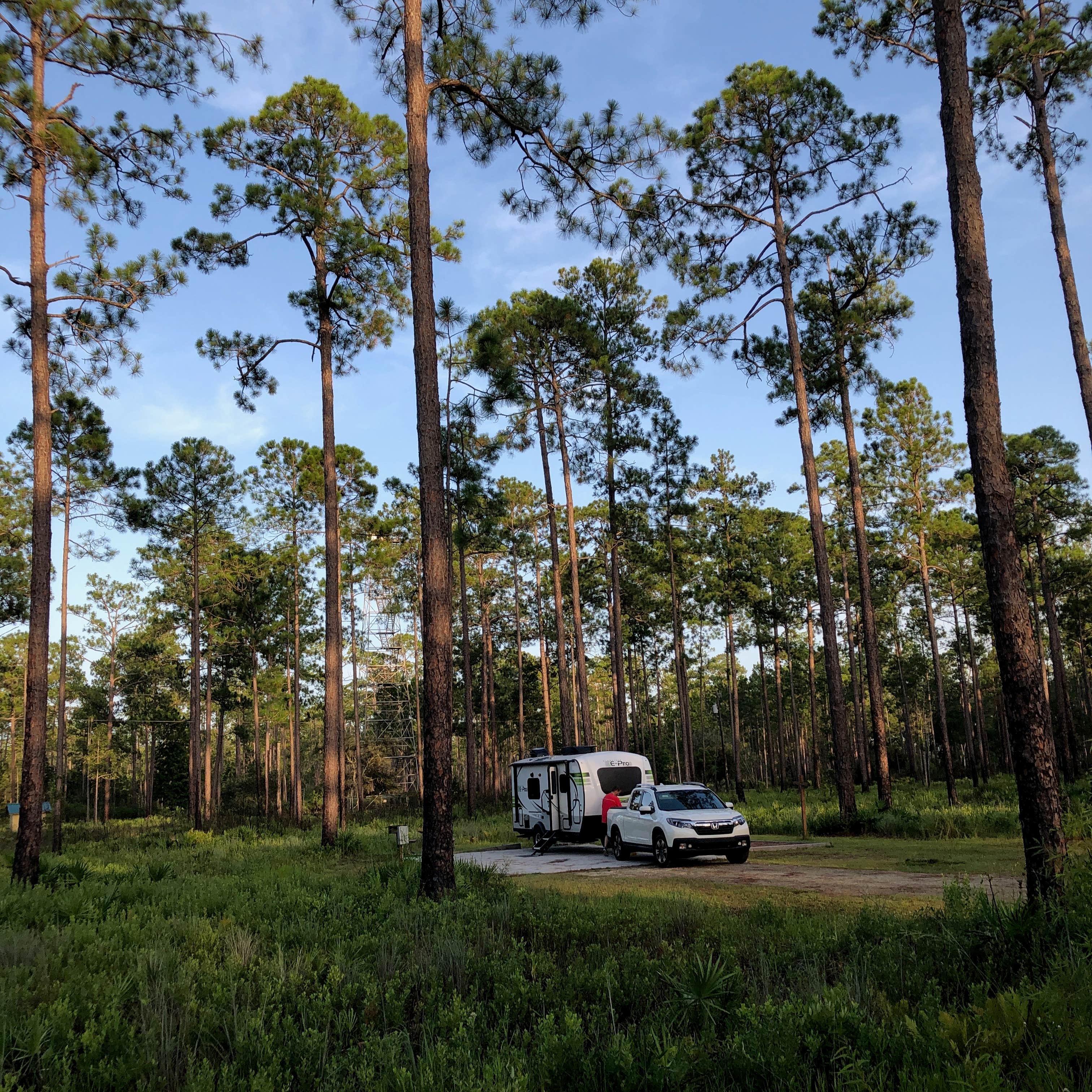 Cary State Forest Campground | Bryceville, Florida