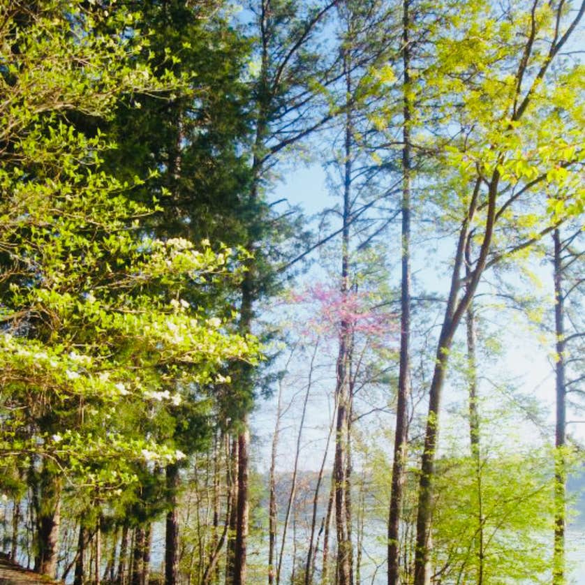 Tugaloo State Park Camping | The Dyrt