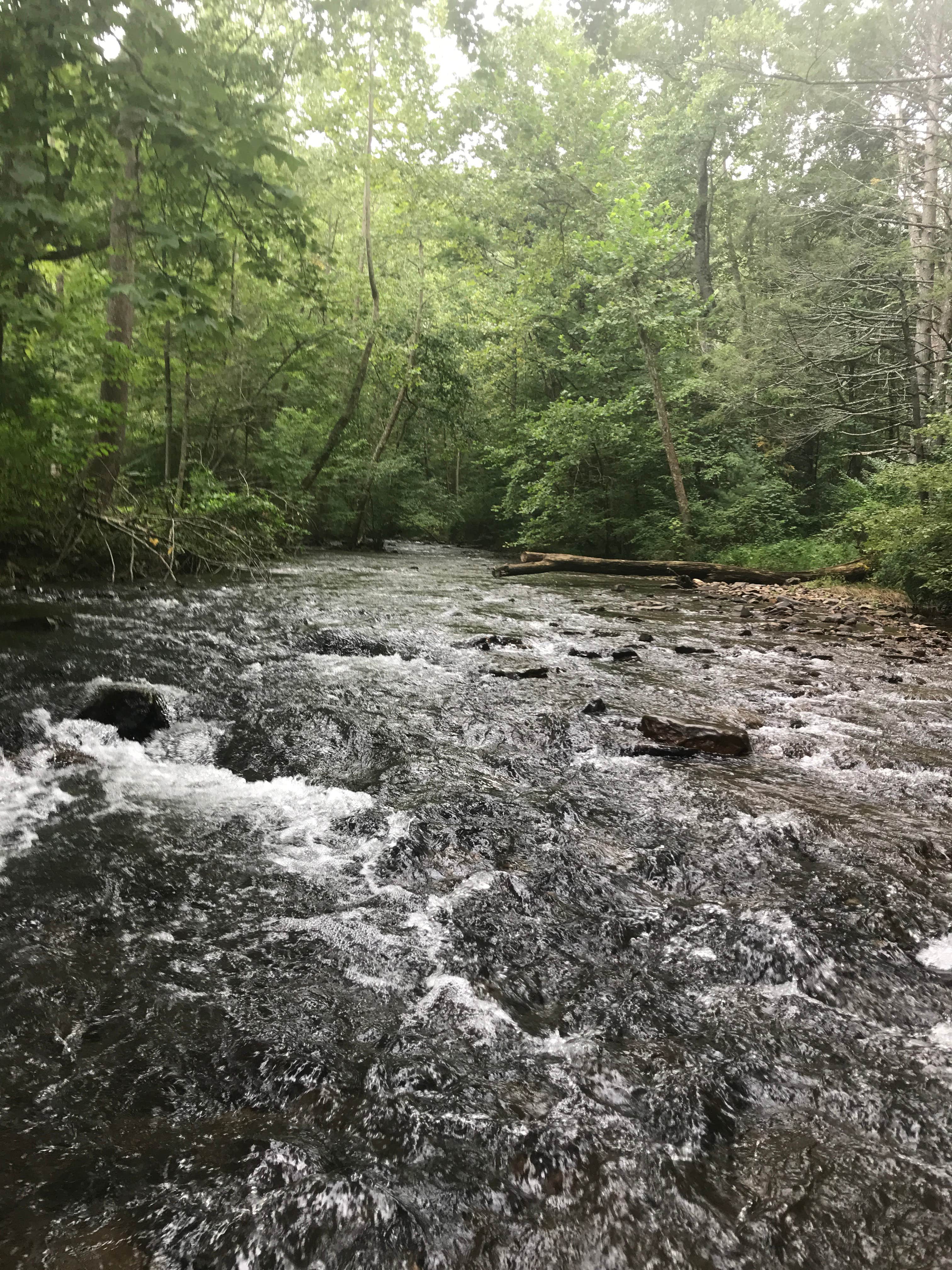 Seneca Shadows | The Dyrt