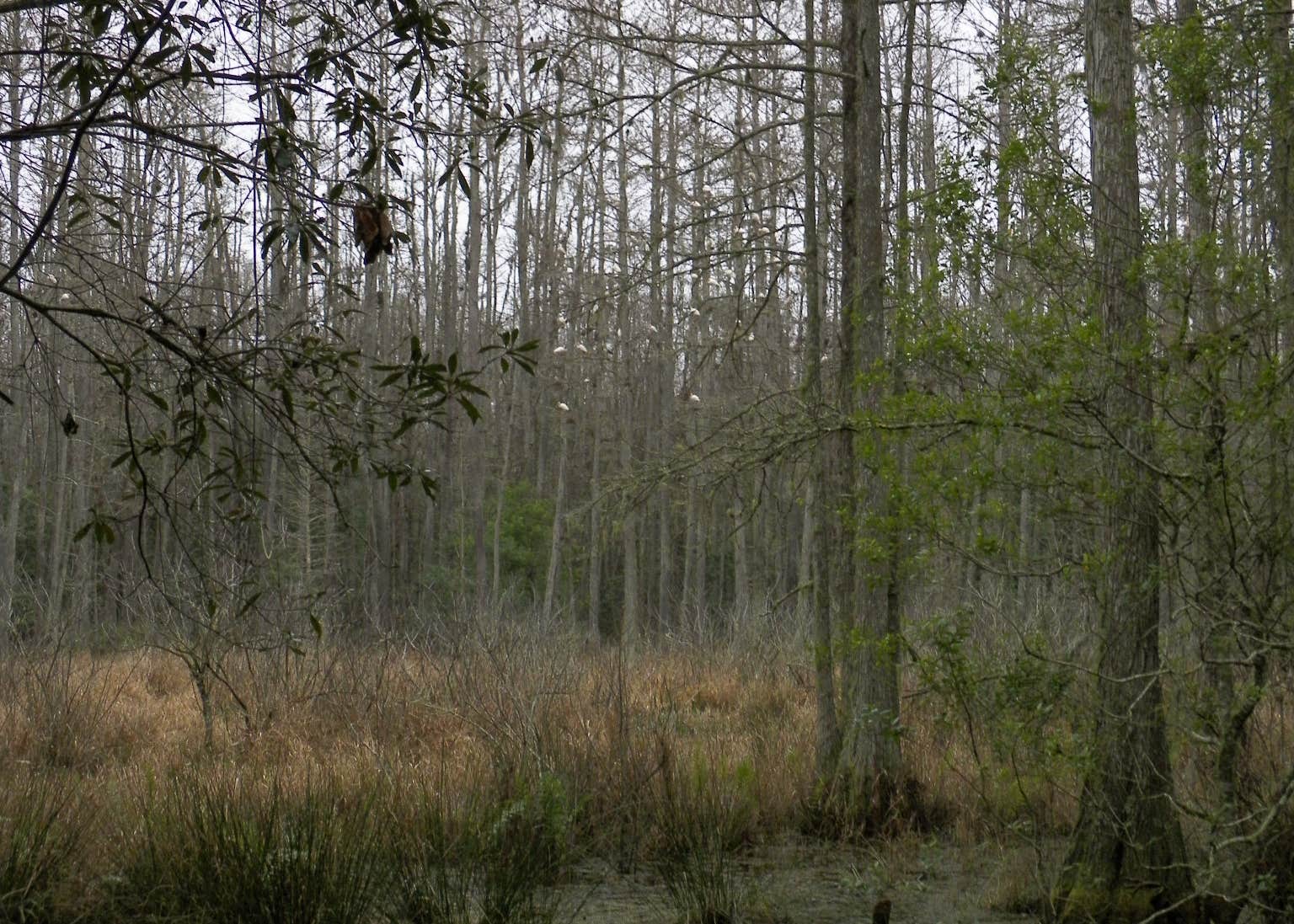 Florida / Groveland Richloam WMA - Bay Lake Camp Camping | The Dyrt